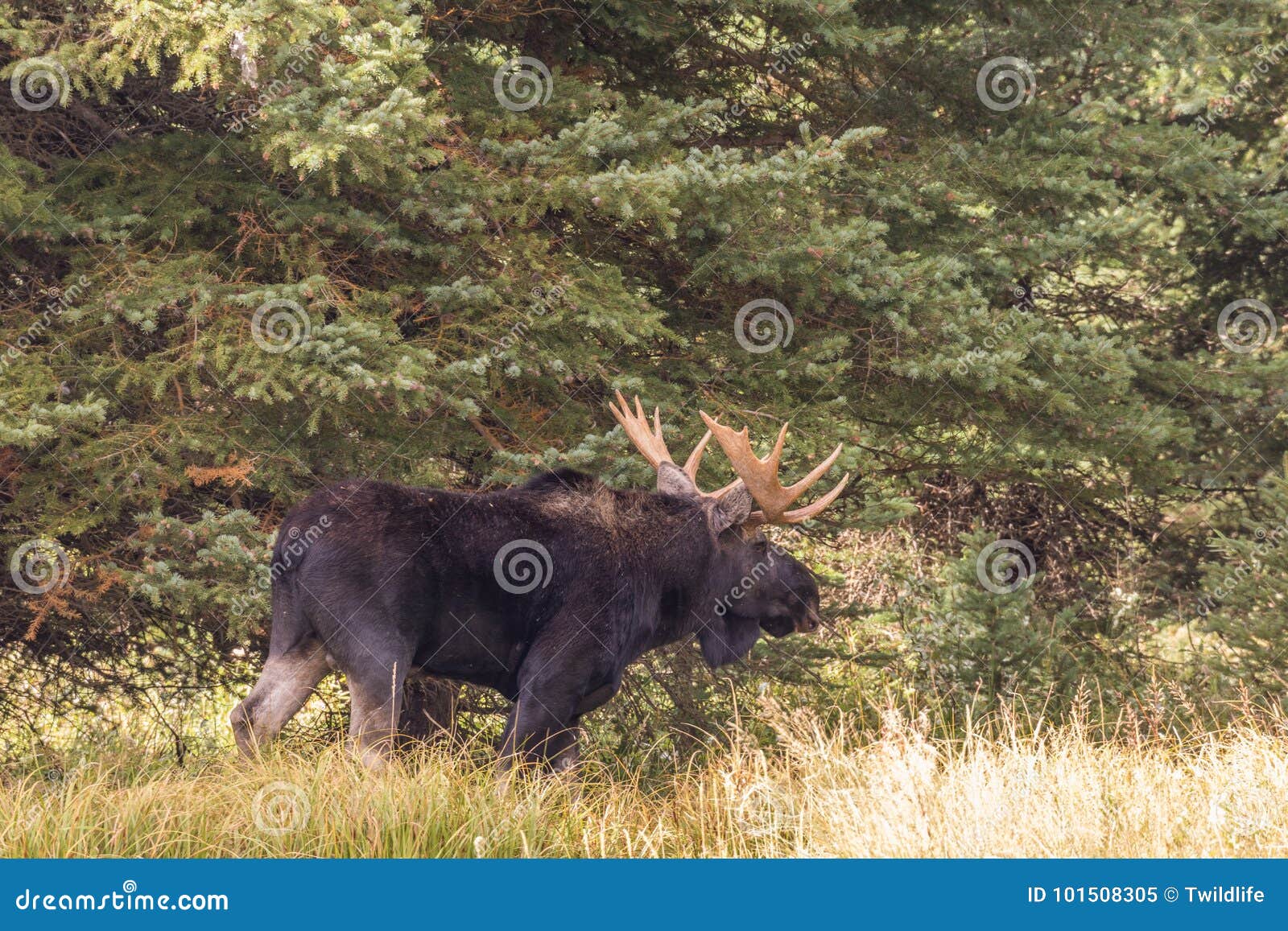 Bull Moose in Fall stock image. Image of deer, national - 101508305