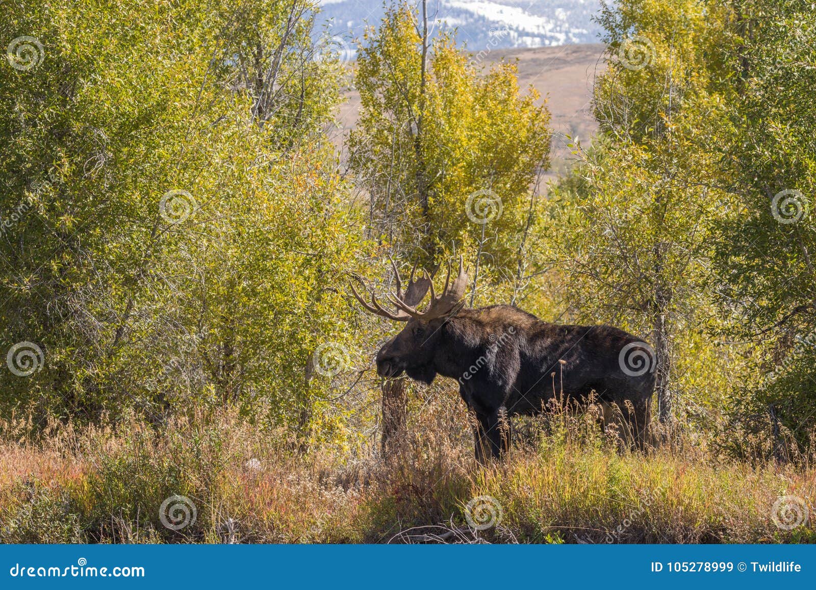Bull Moose in Fall in Wyoming Stock Image - Image of teton, mammal ...