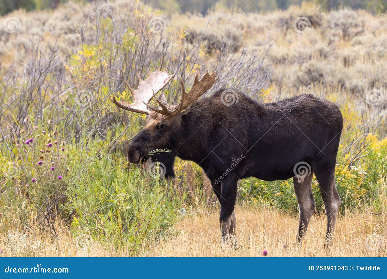 Bull Moose in Fall in Wyoming Stock Image - Image of grand, wyoming ...