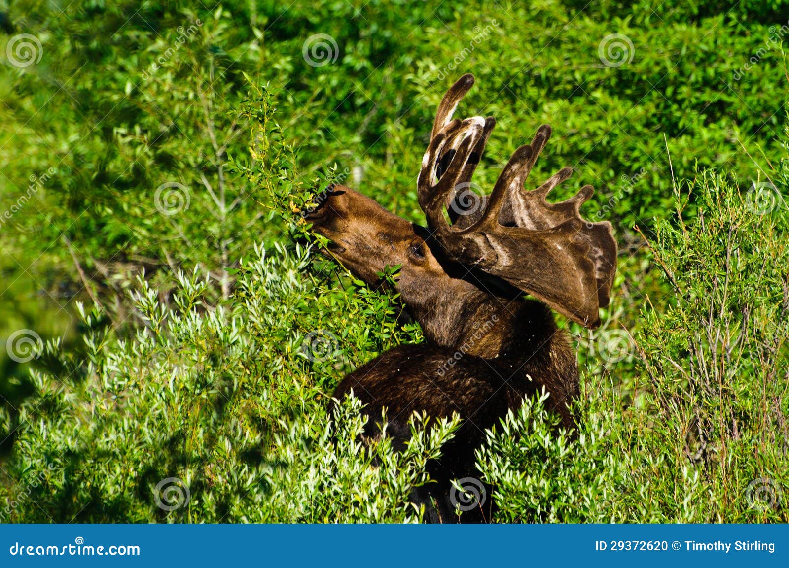 Bull Moose feeding stock photo. Image of nature, field - 29372620