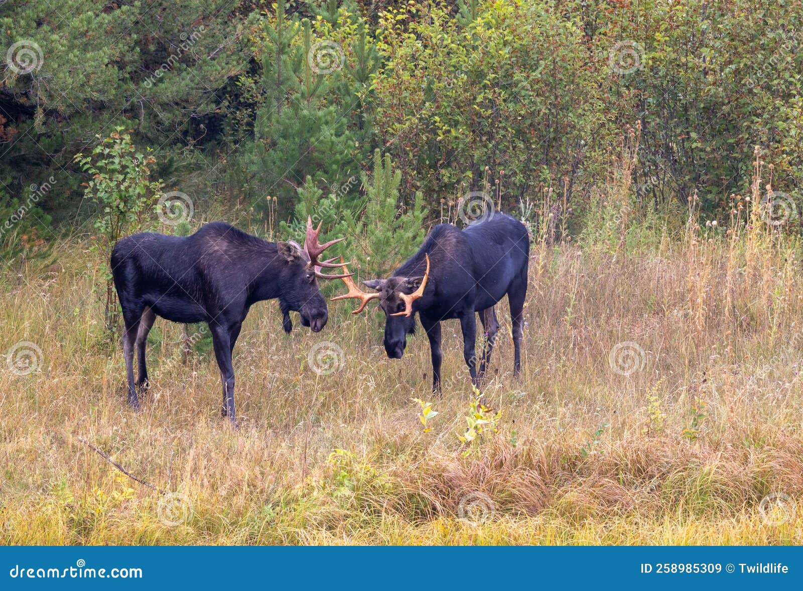 Bull Moose Fighting in Wyoming in Fall Stock Image - Image of autumn ...