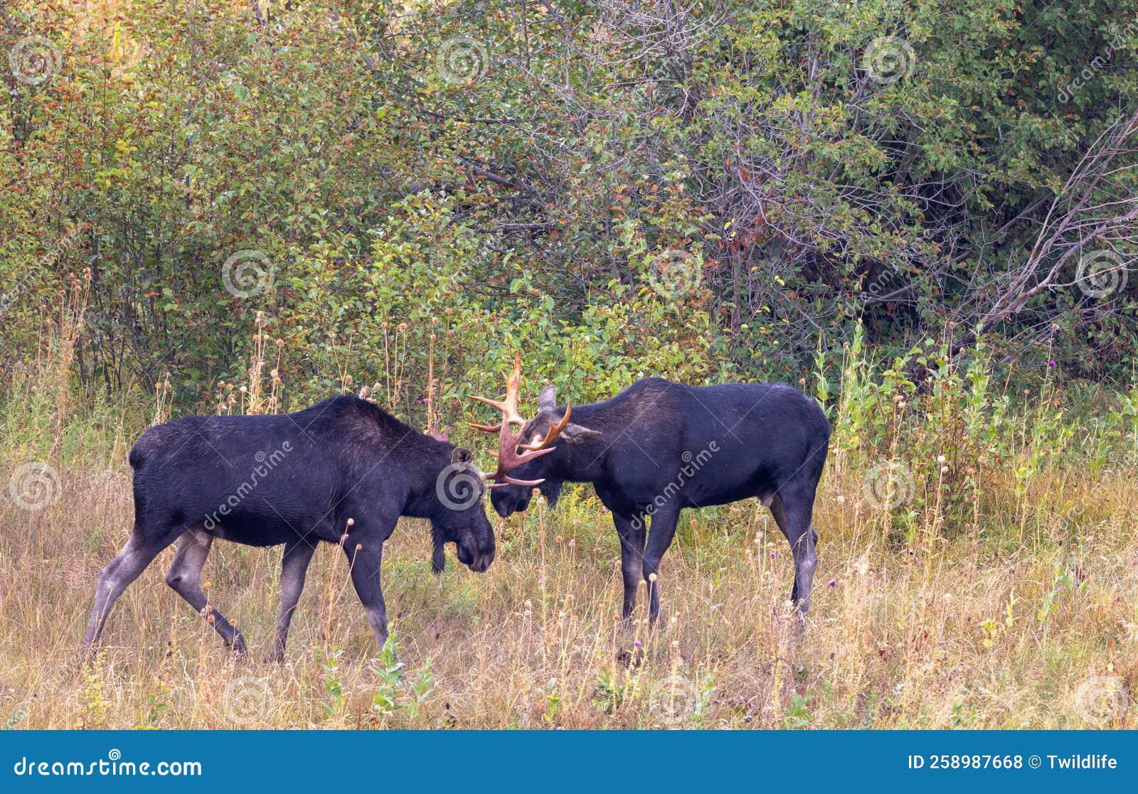 Bull Moose Fighting in Wyoming in Fall Stock Photo - Image of wildlife ...