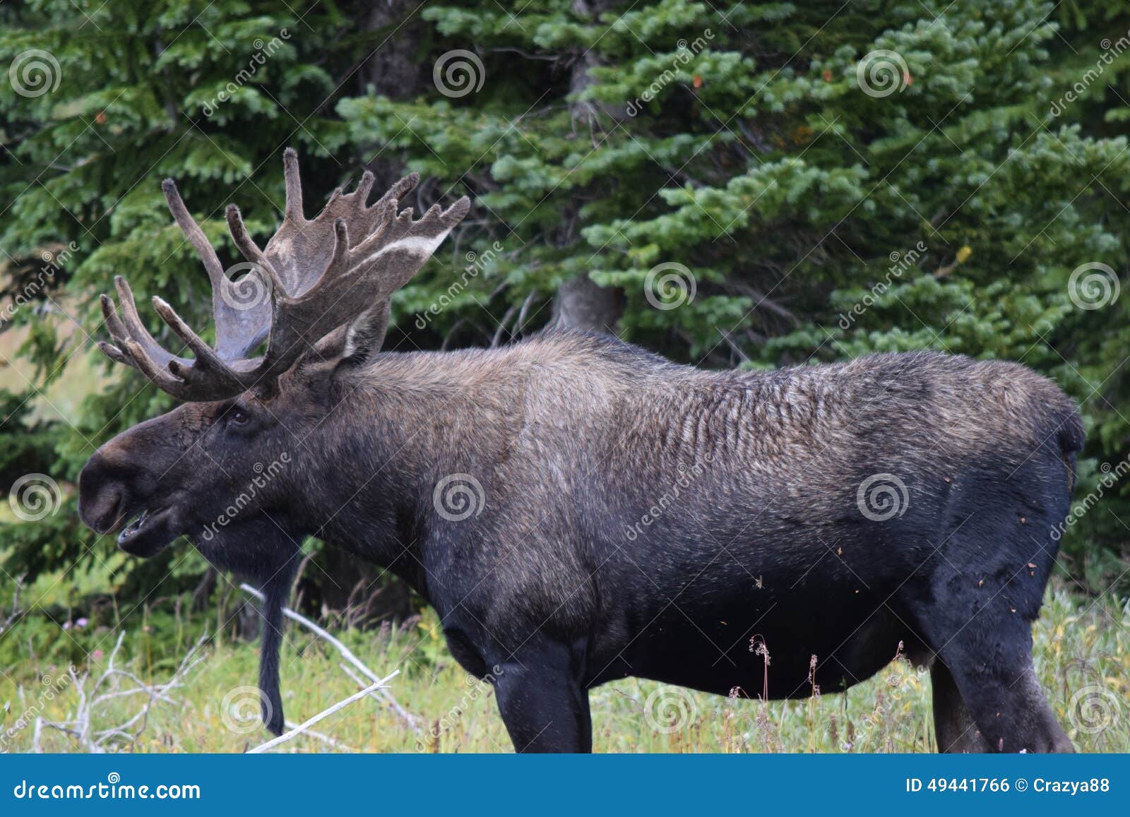 Bull moose stock photo. Image of full, montana, buck - 49441766