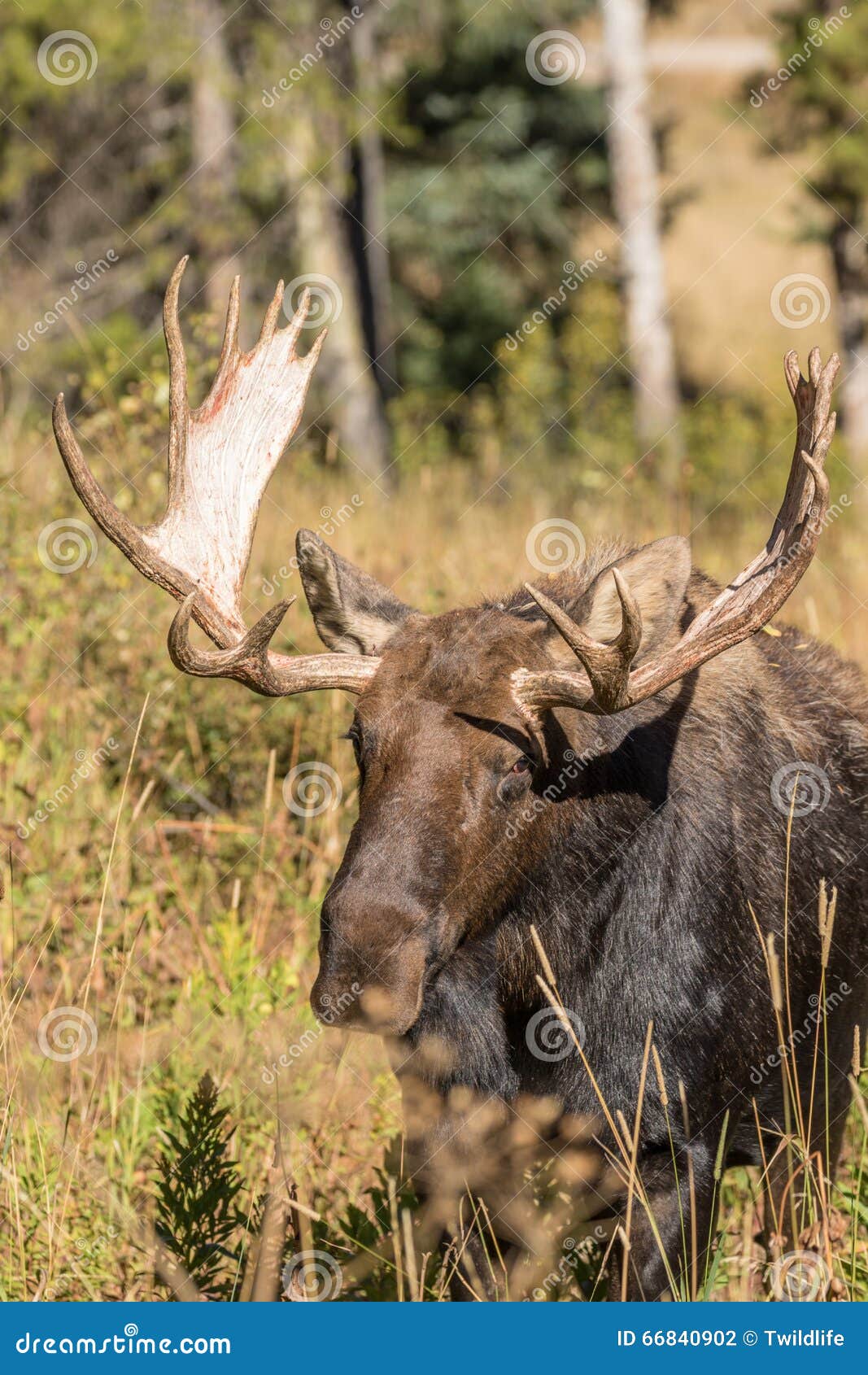 Bull Moose Head on stock photo. Image of bull, animal - 66840902
