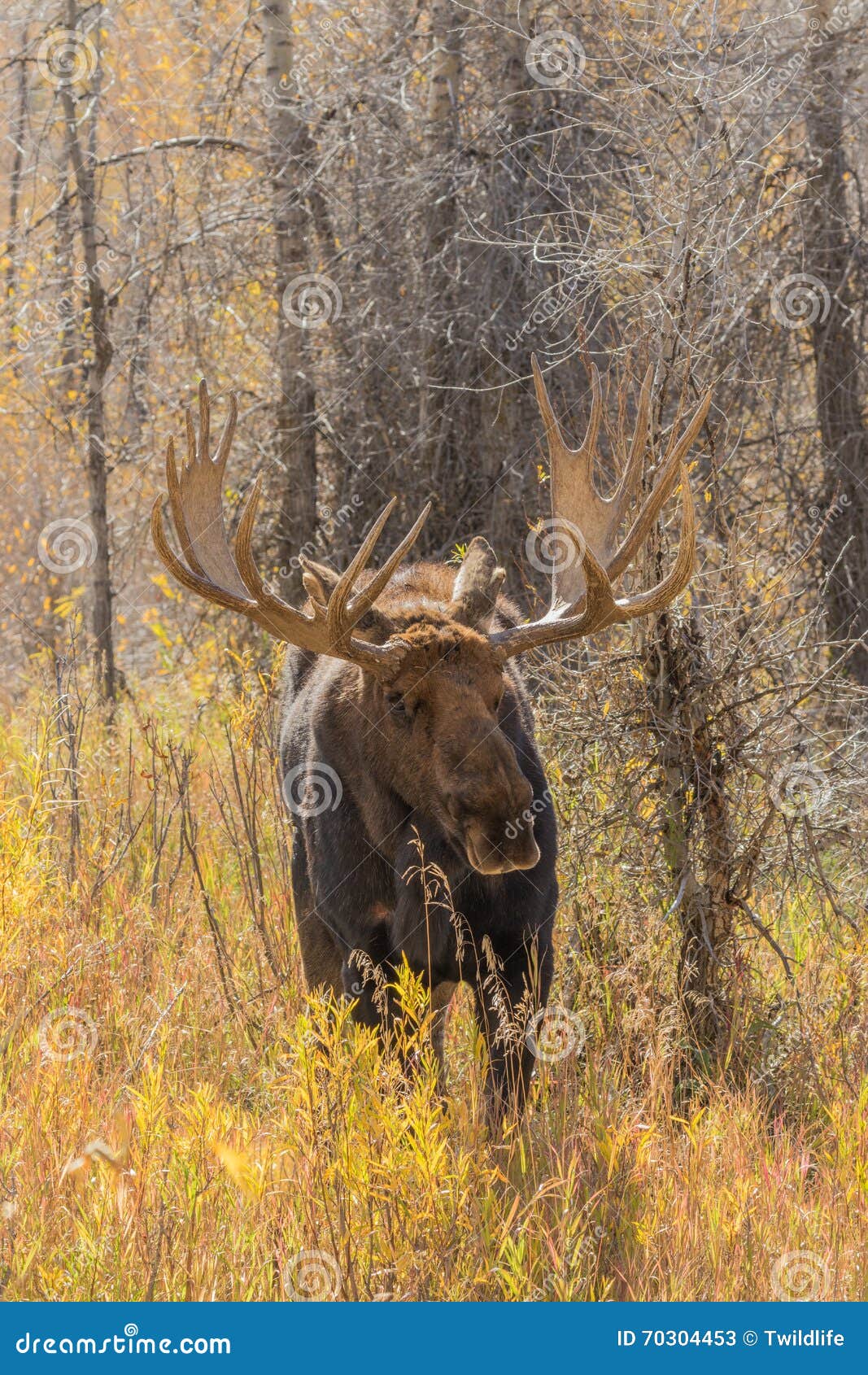 Bull Moose Head on stock image. Image of nature, mammal - 70304453