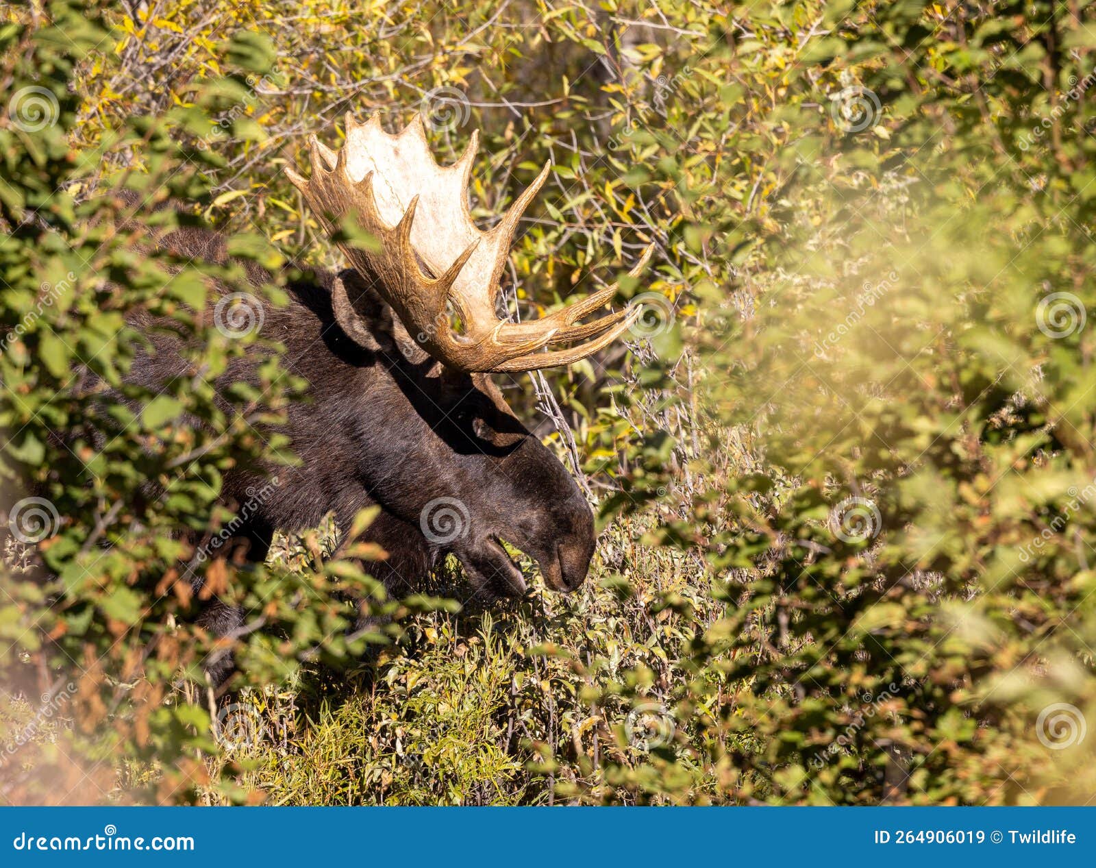 Bull Moose in Hiding in Thick Brush in Fall in Wyoming Stock Image ...