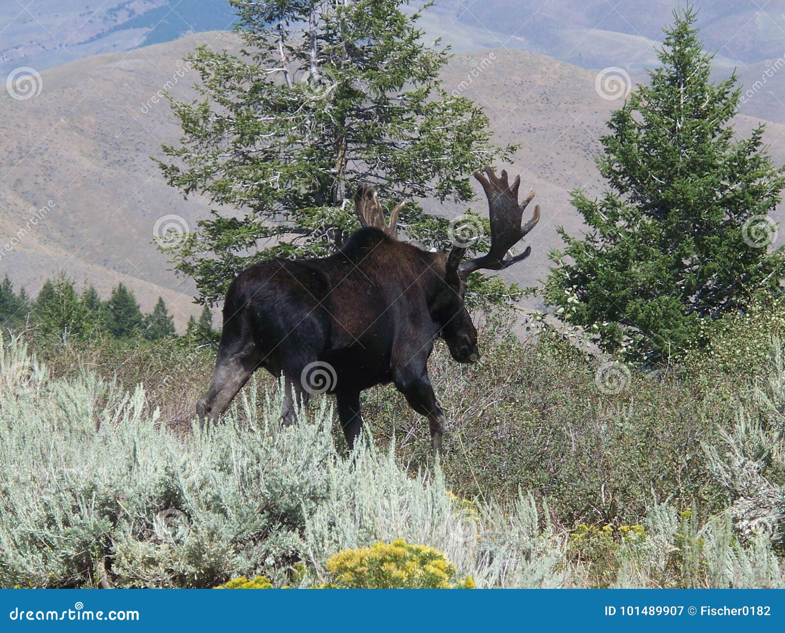Bull Moose Alces alces stock image. Image of antlers - 101489907