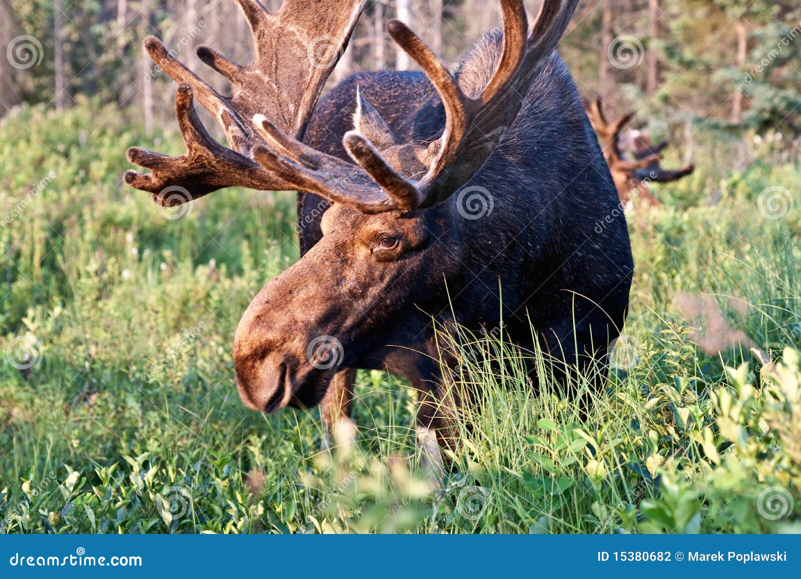 Bull moose image stock photo. Image of animals, nature - 15380682