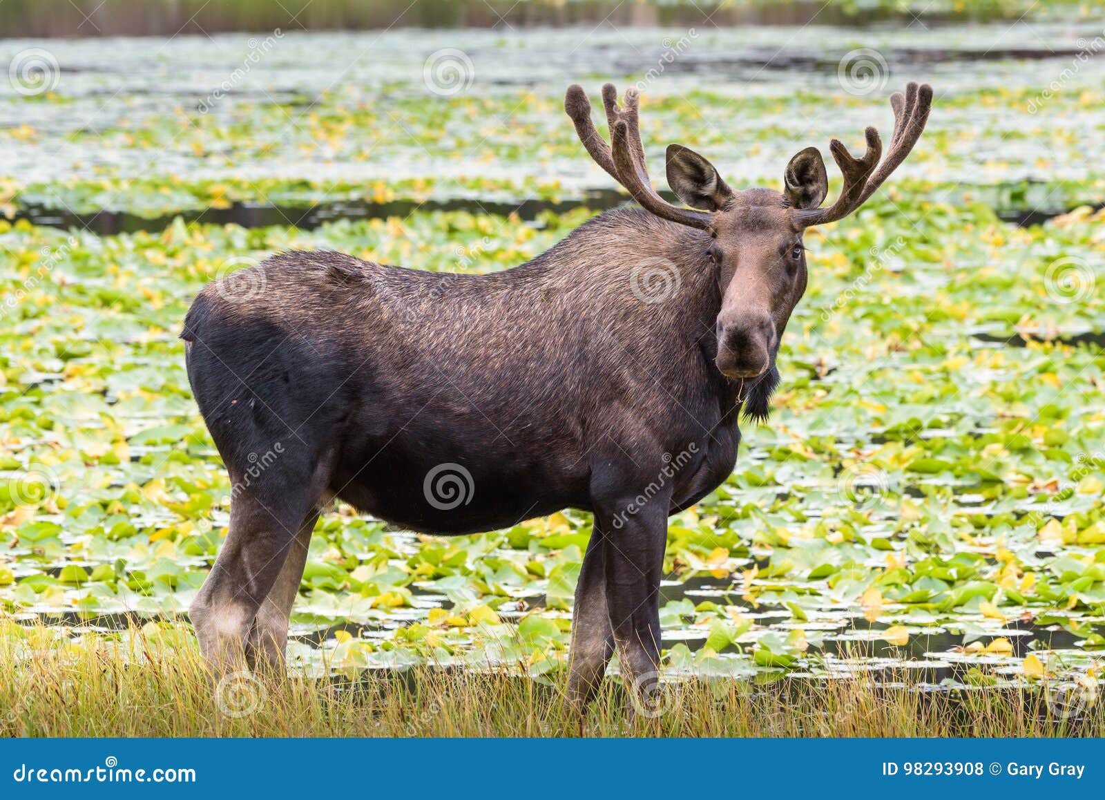 Bull Moose in Lake - Shiras Moose of the Colorado Rocky Mountain Stock ... Bull Moose in Lake - Shiras Moose of the Colorado Rocky Mountain Stock ...
