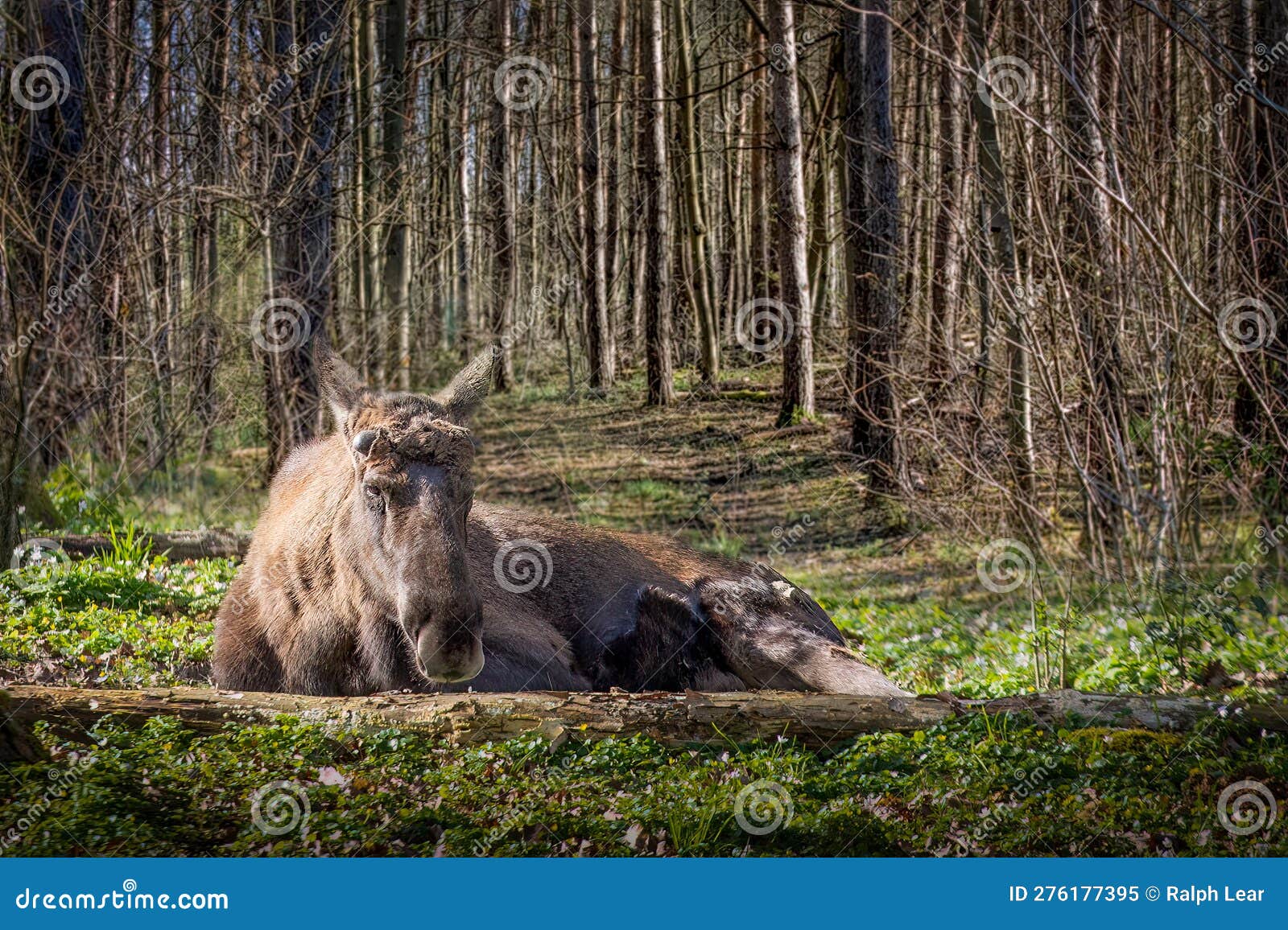 A Bull Moose, Laying in the Forest Stock Image - Image of male, plant ...