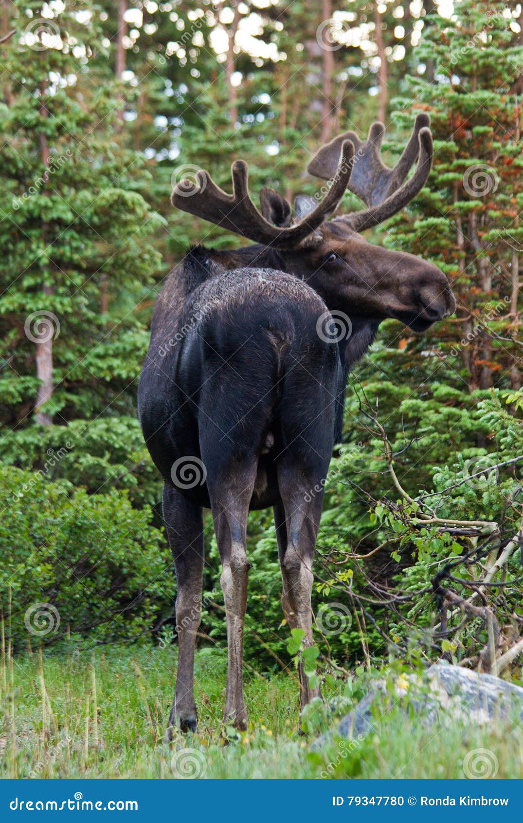 Bull Moose looking at you stock photo. Image of wildlife - 79347780