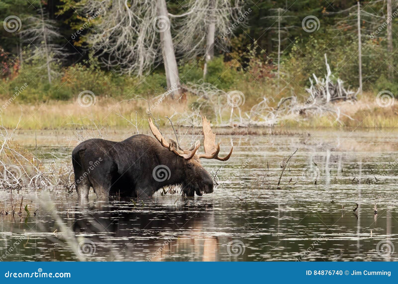 Bull Moose in Marsh in Algonquin Park in Canada Stock Photo - Image of ...