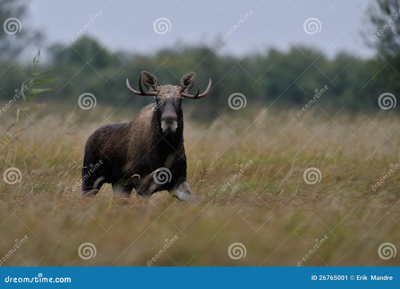 Bull Moose in the meadow stock image. Image of nature - 26765001