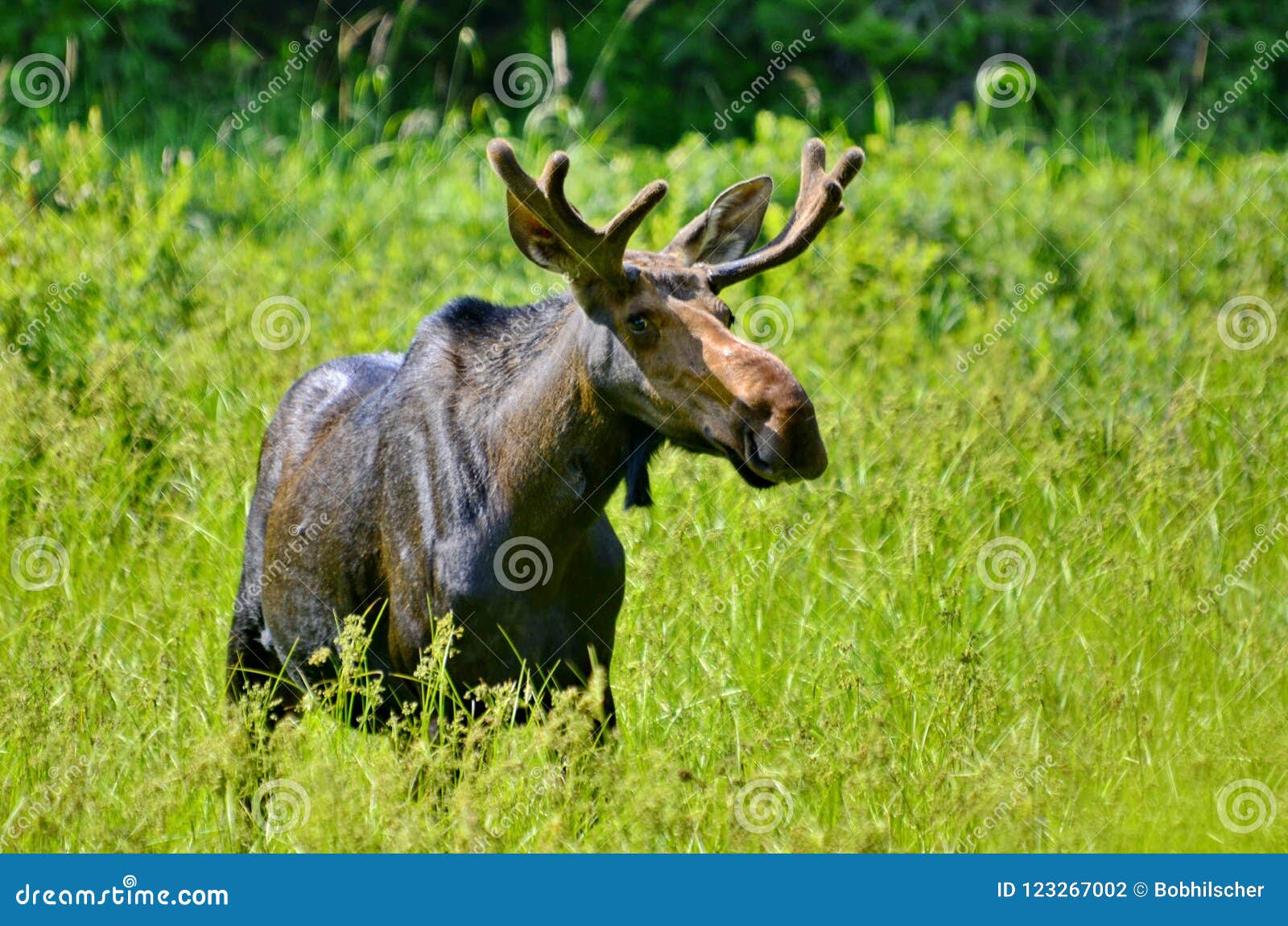 Bull Moose in meadow stock photo. Image of canada, mammal - 123267002