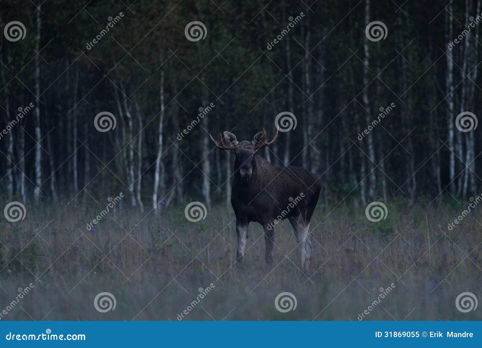 Moose Antlers Night Photos - Free & Royalty-Free Stock Photos from ...
