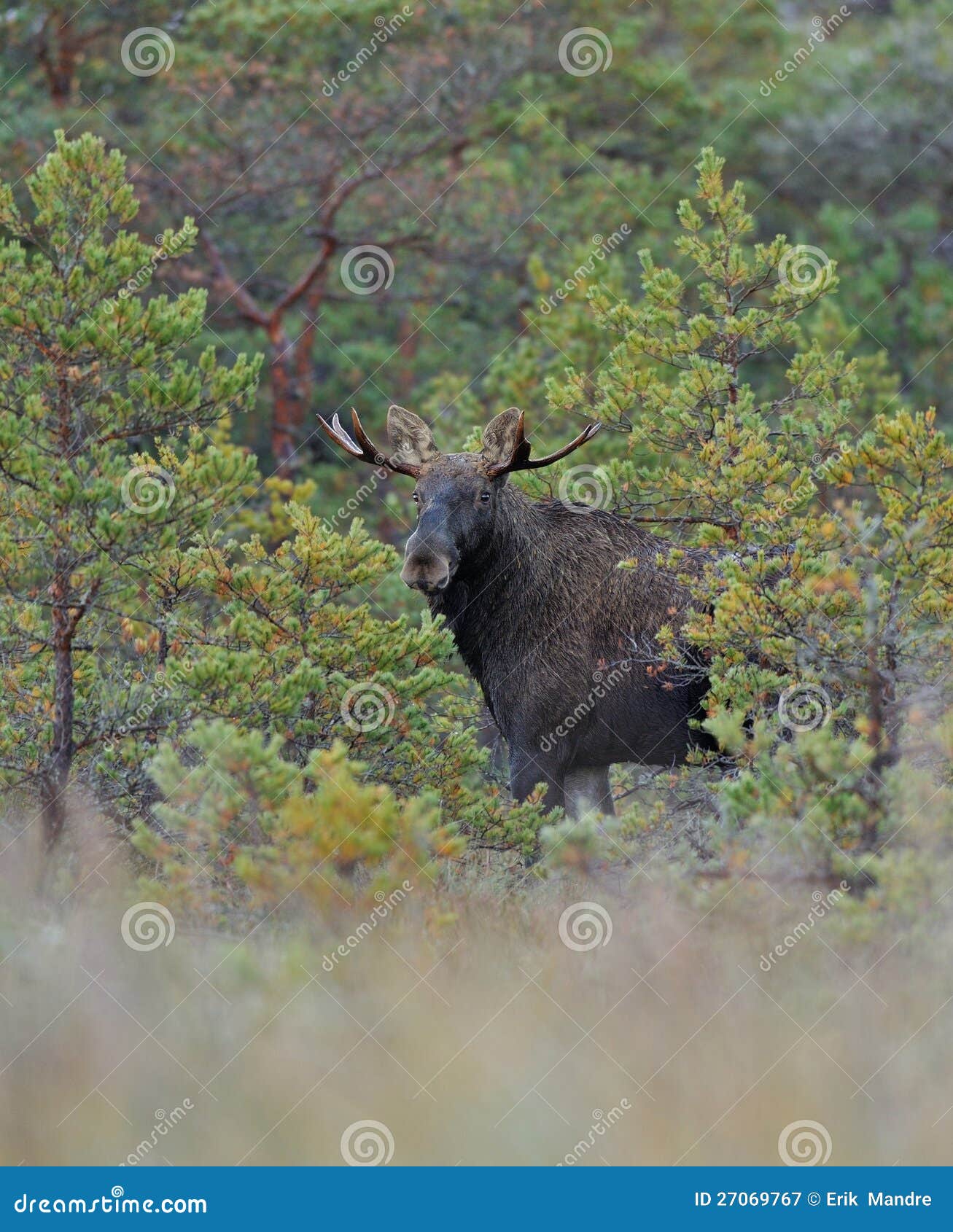 Bull Moose between Pine Trees Stock Image - Image of bull, marsh: 27069767