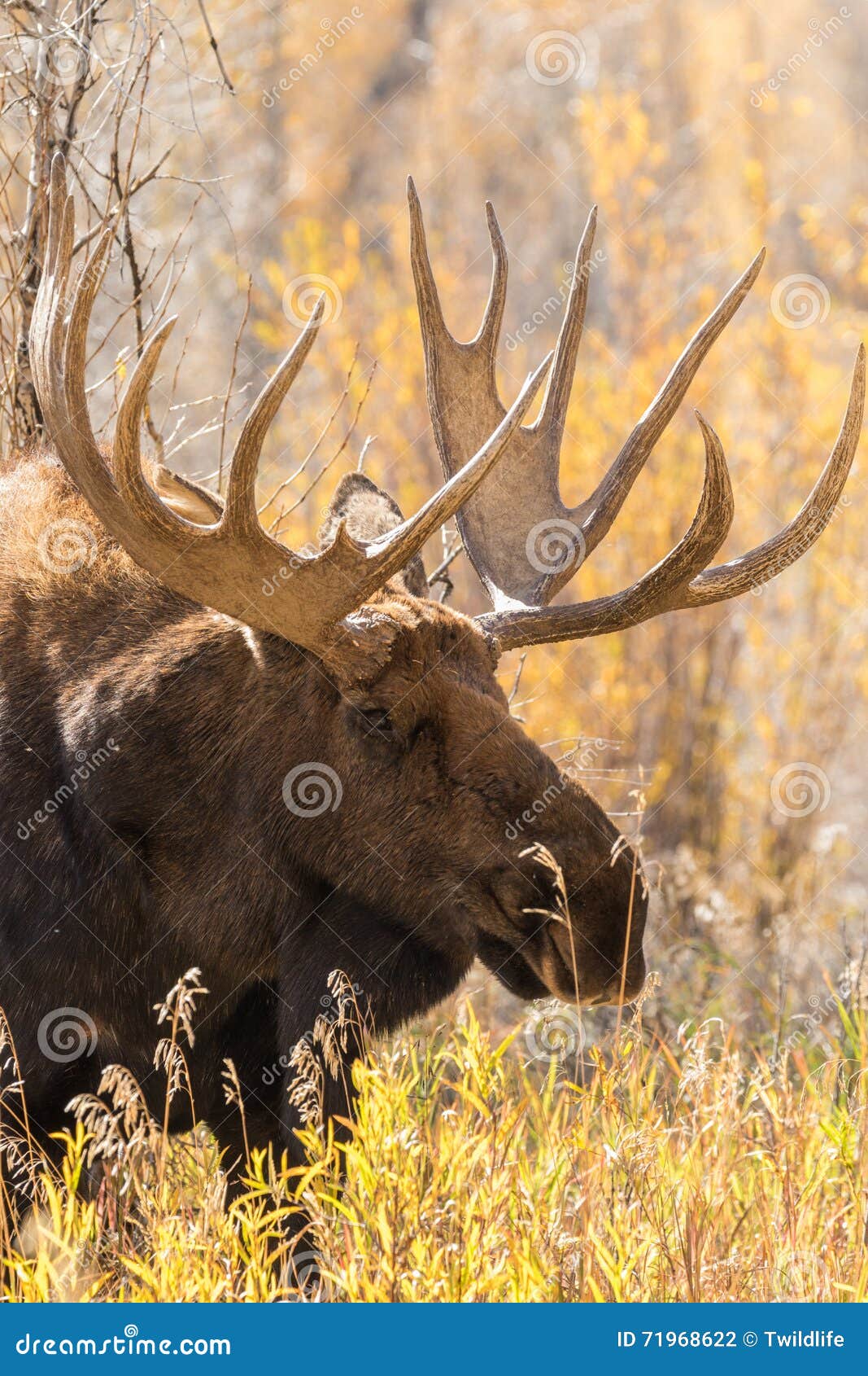 Bull Moose Portrait stock photo. Image of wyoming, nature - 71968622
