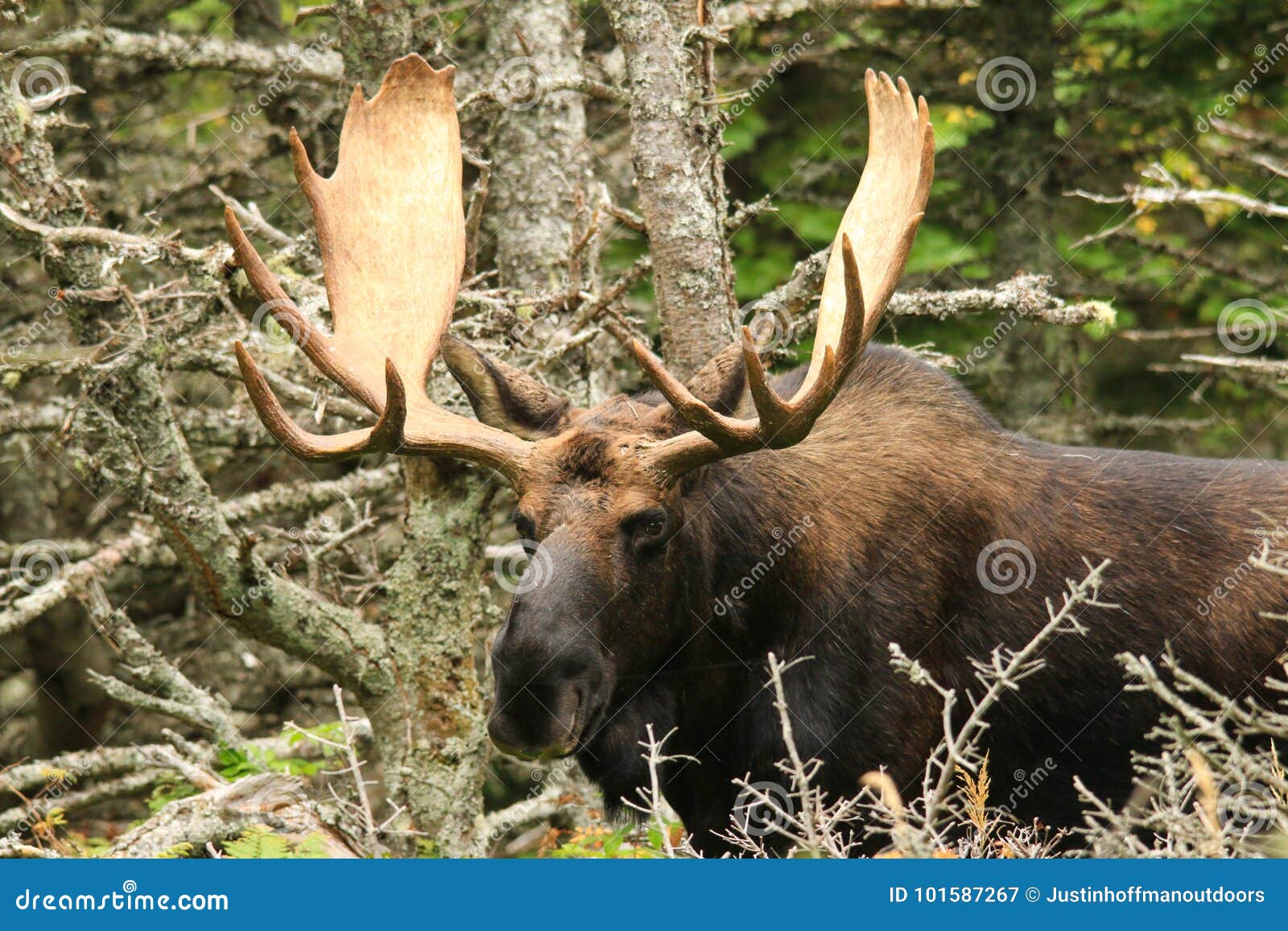 Bull Moose stock image. Image of points, outdoors, tine - 101587267