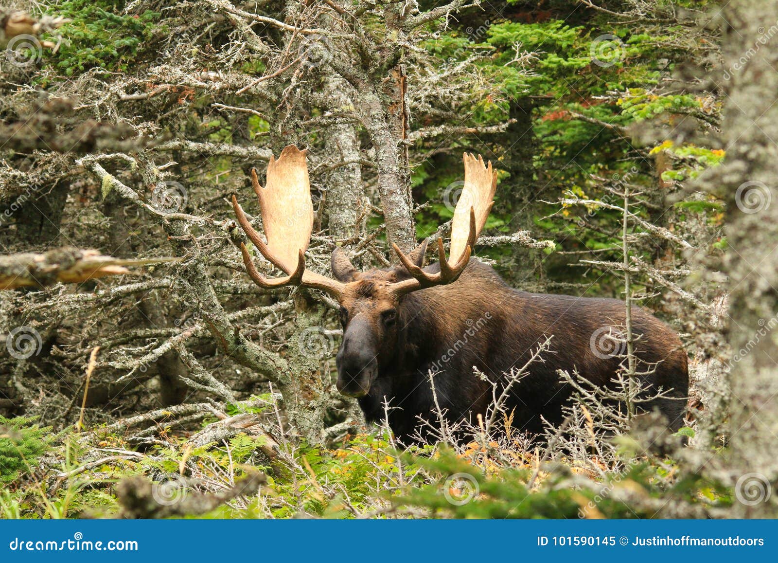 Bull Moose stock image. Image of forest, size, antler - 101590145
