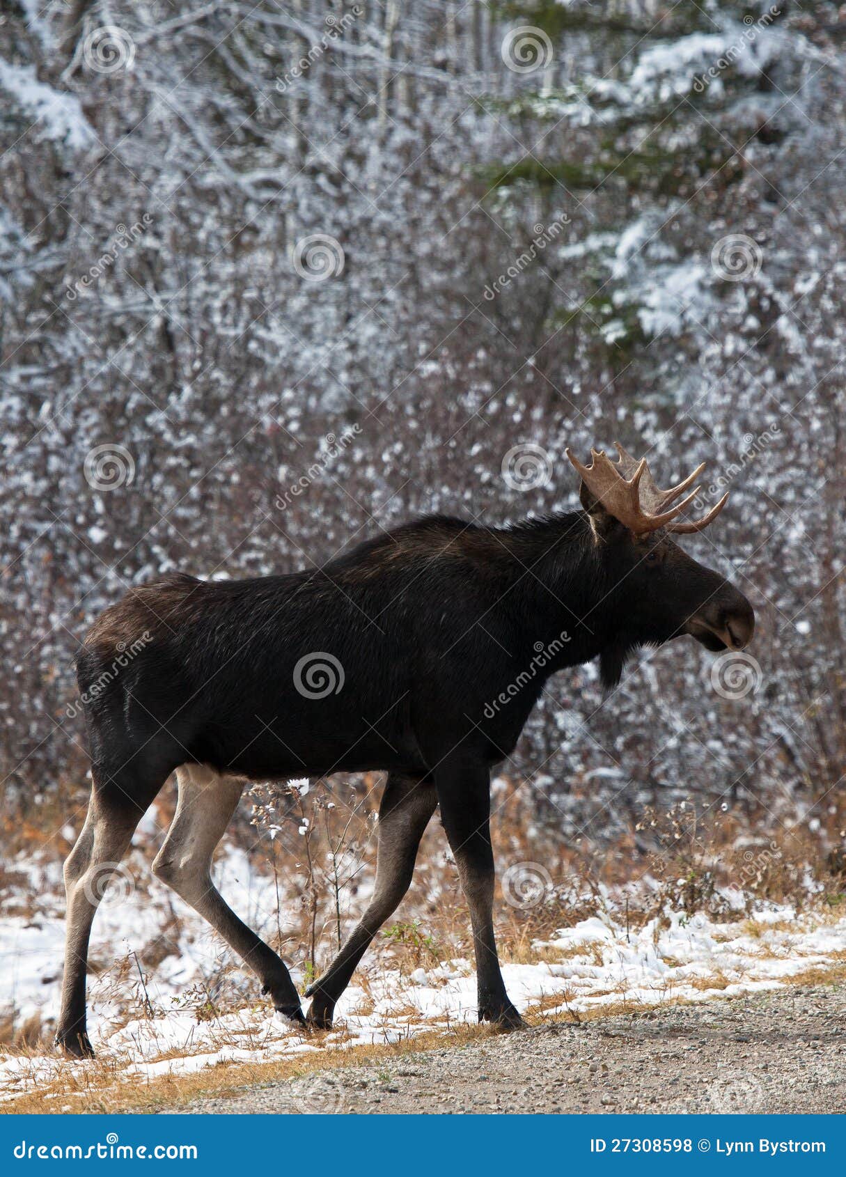 Bull Moose profile stock photo. Image of canada, wildlife - 27308598