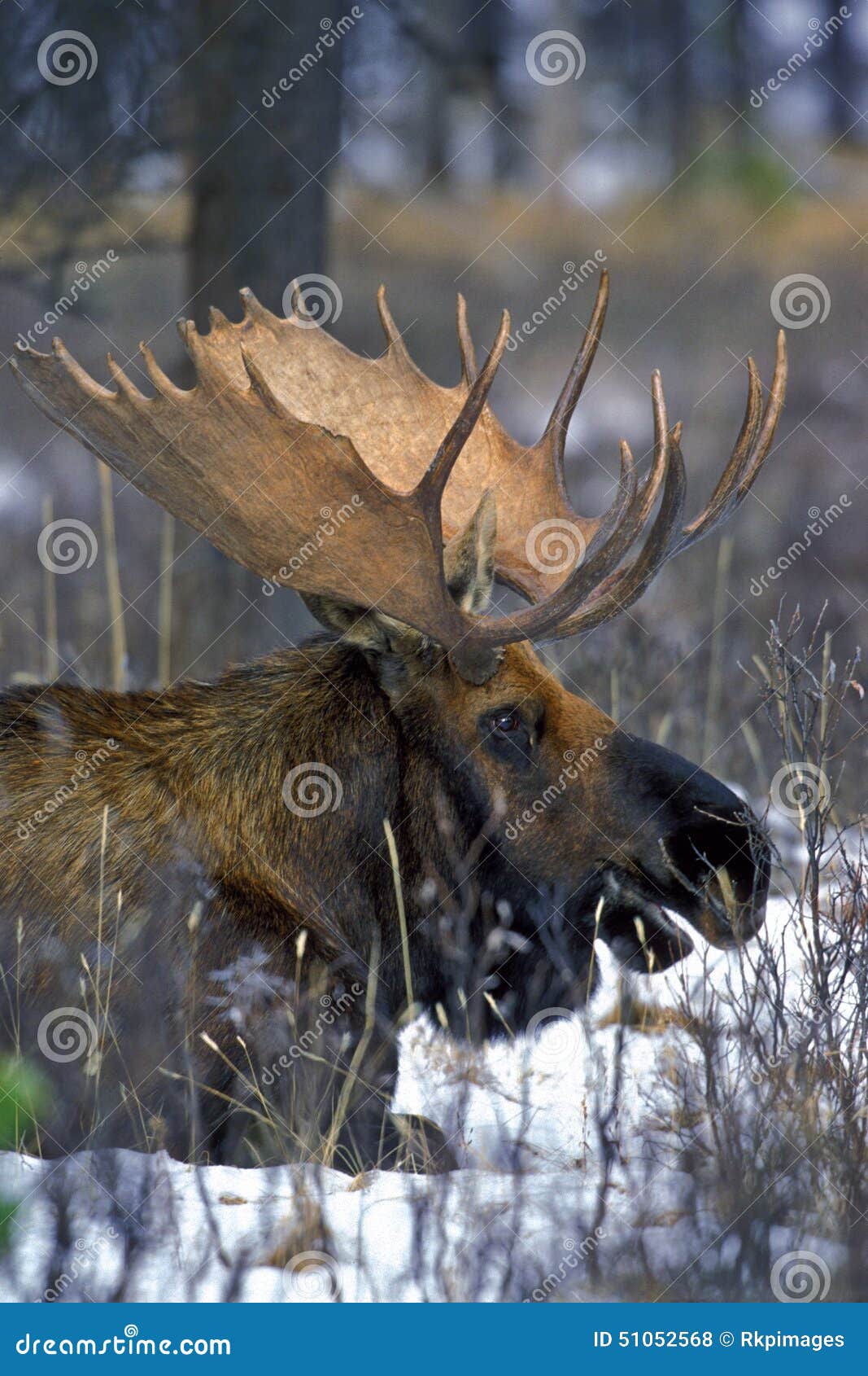 Bull Moose stock photo. Image of nature, mammals, snow - 51052568
