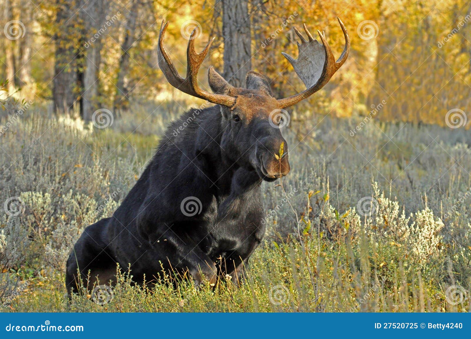 A Bull Moose Rises To His Feet. Stock Image - Image of mammal, alces ...