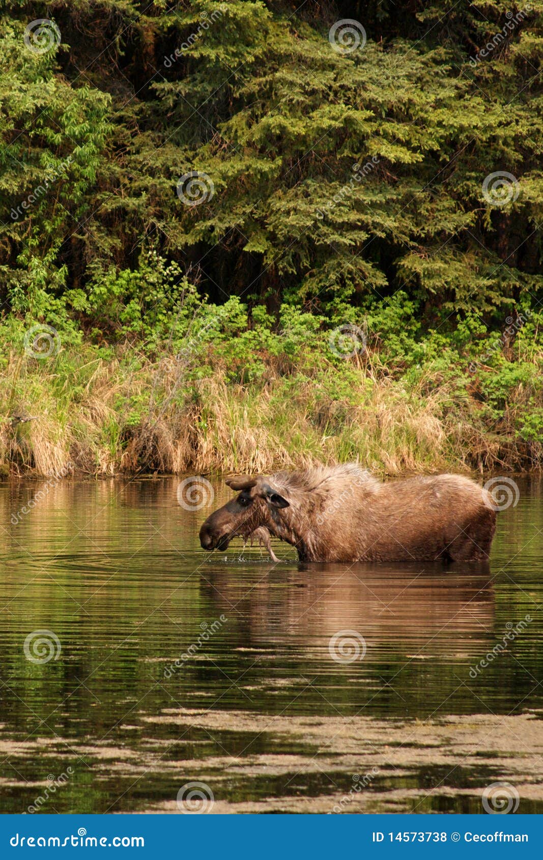 Bull Moose in River stock photo. Image of fairbanks, wading - 14573738