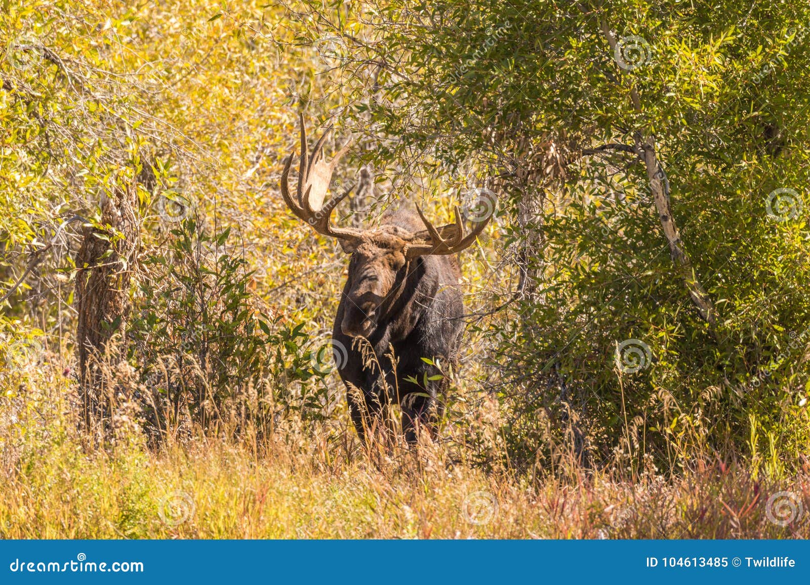 Bull Moose during the Rut stock image. Image of wyoming - 104613485