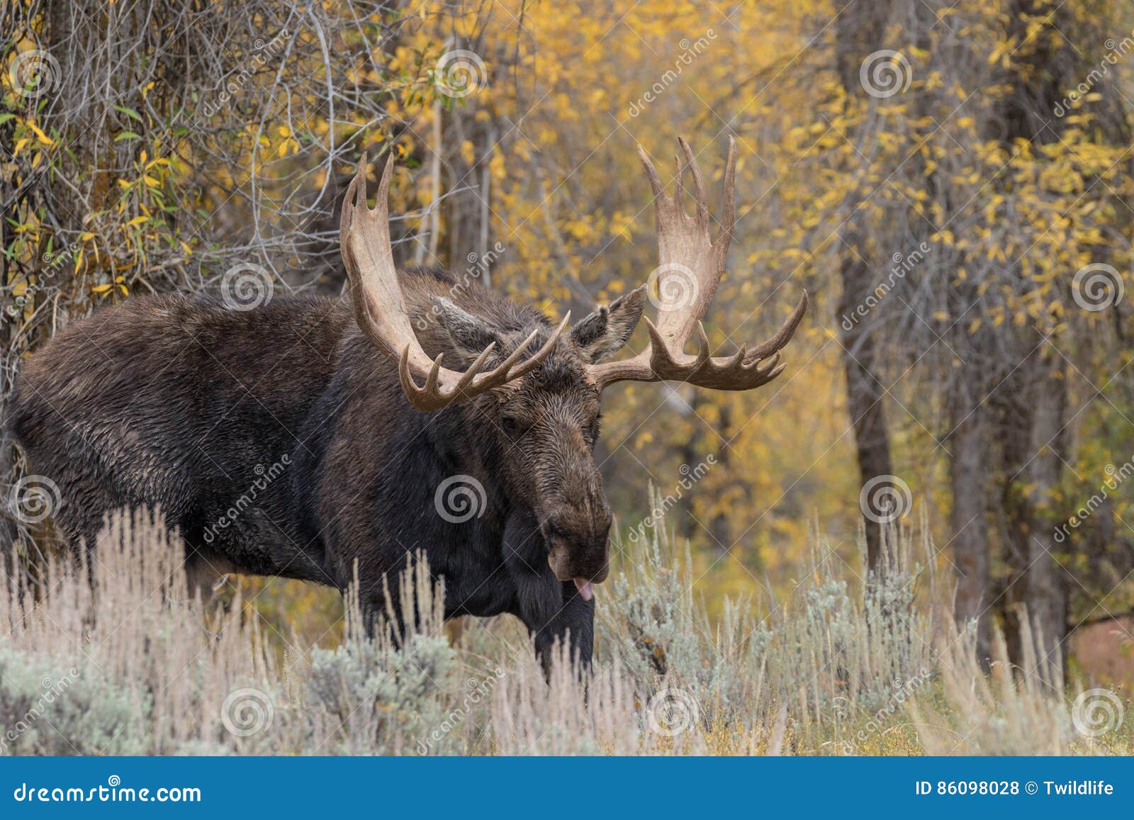 Bull Moose Rutting stock photo. Image of mammal, nature - 86098028