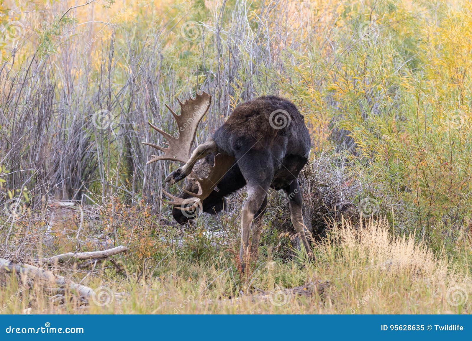 Bull Moose Scratching in Fall Stock Image - Image of autumn, bull: 95628635