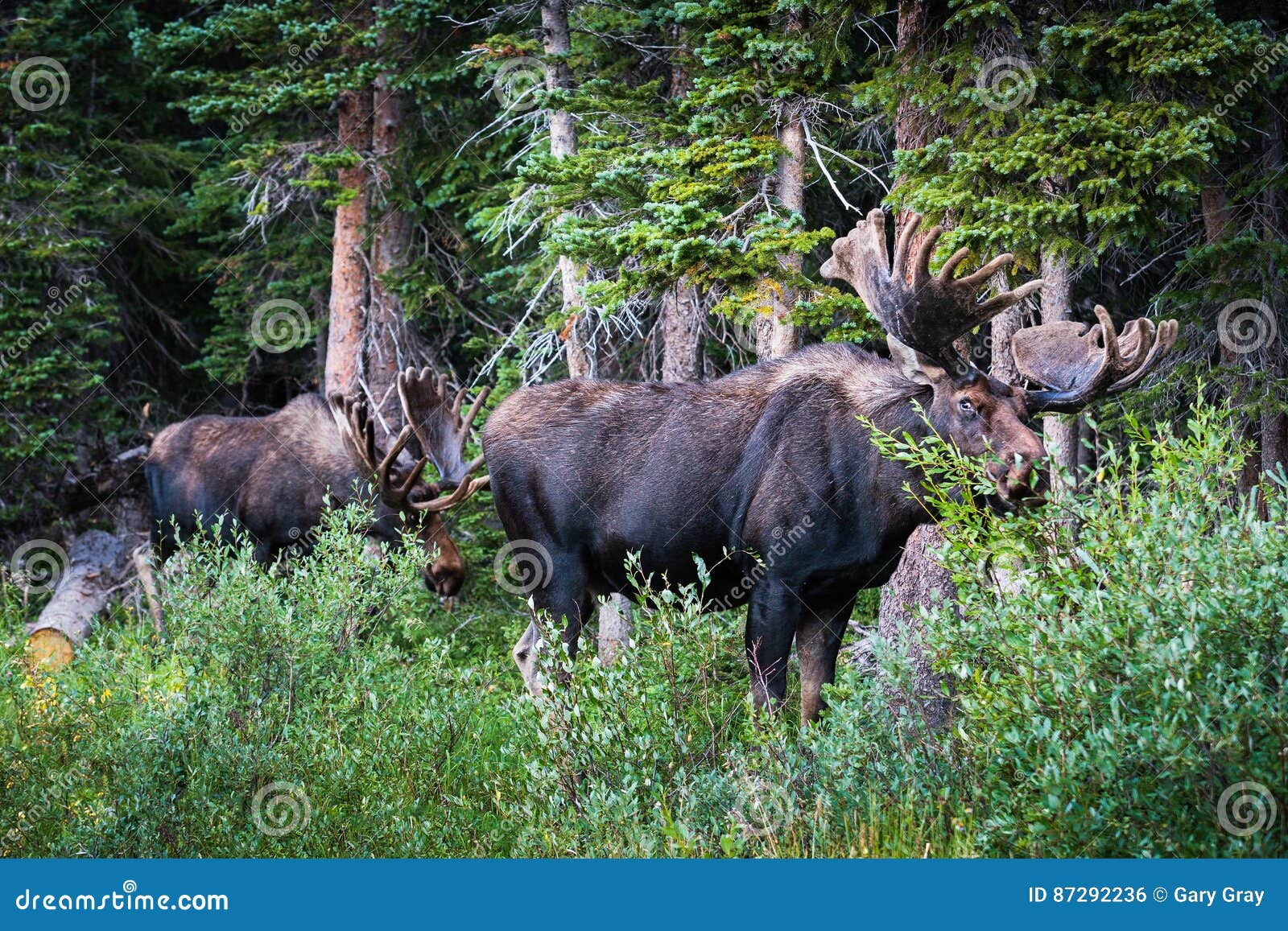 Bull Moose stock photo. Image of deer, colorado, swamp - 87292236 Bull Moose stock photo. Image of deer, colorado, swamp - 87292236