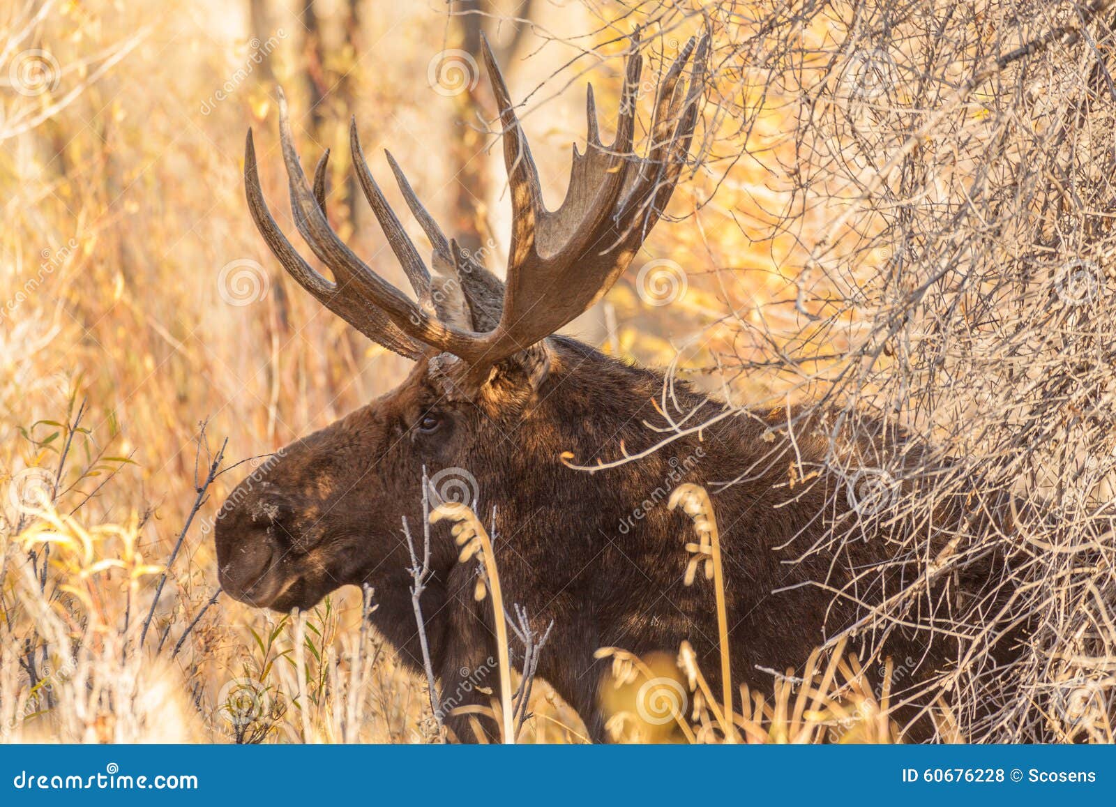 Bull Moose Side Portrait stock photo. Image of wild, nature - 60676228