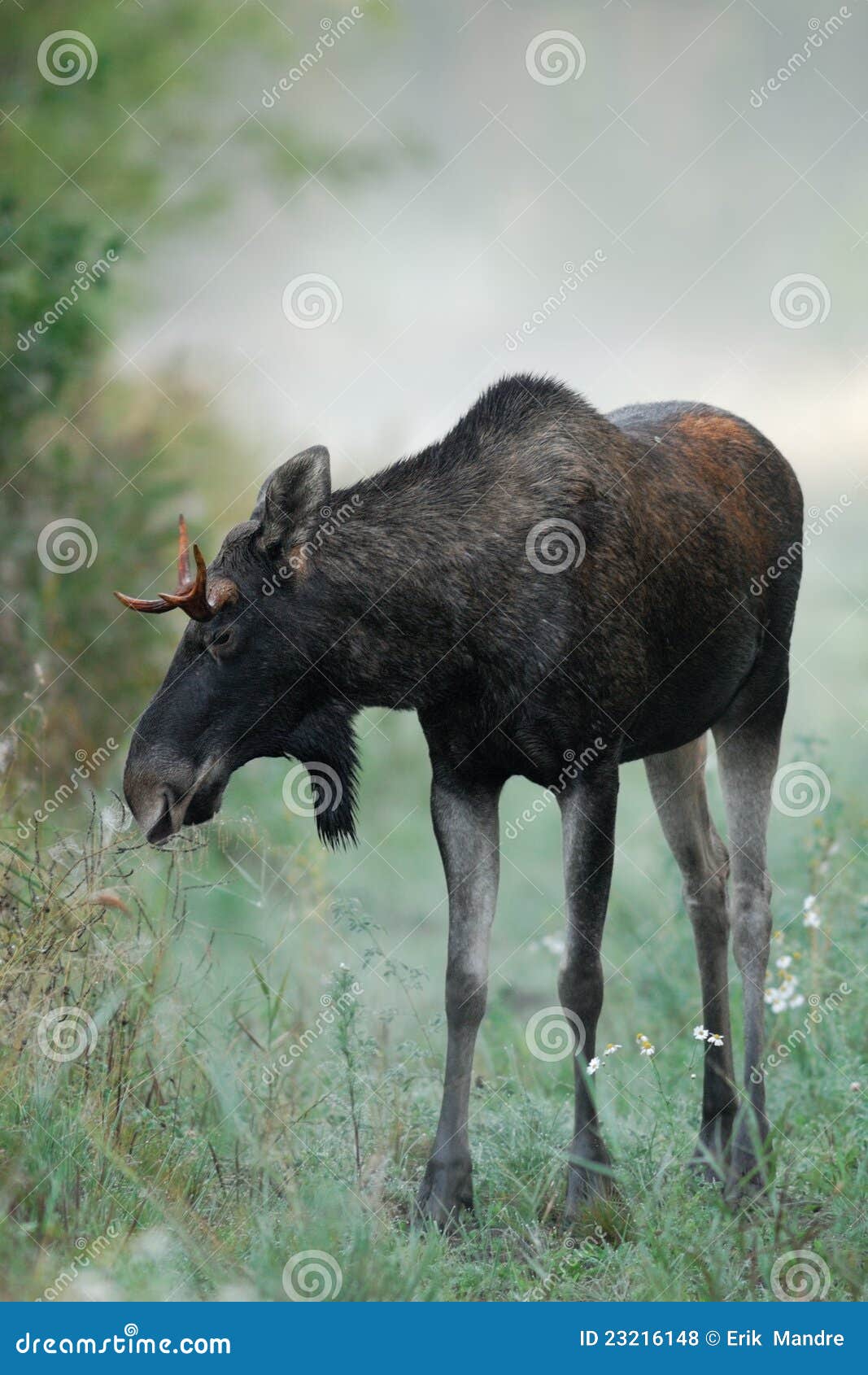 Bull Moose sniffing stock photo. Image of wildlife, fall - 23216148