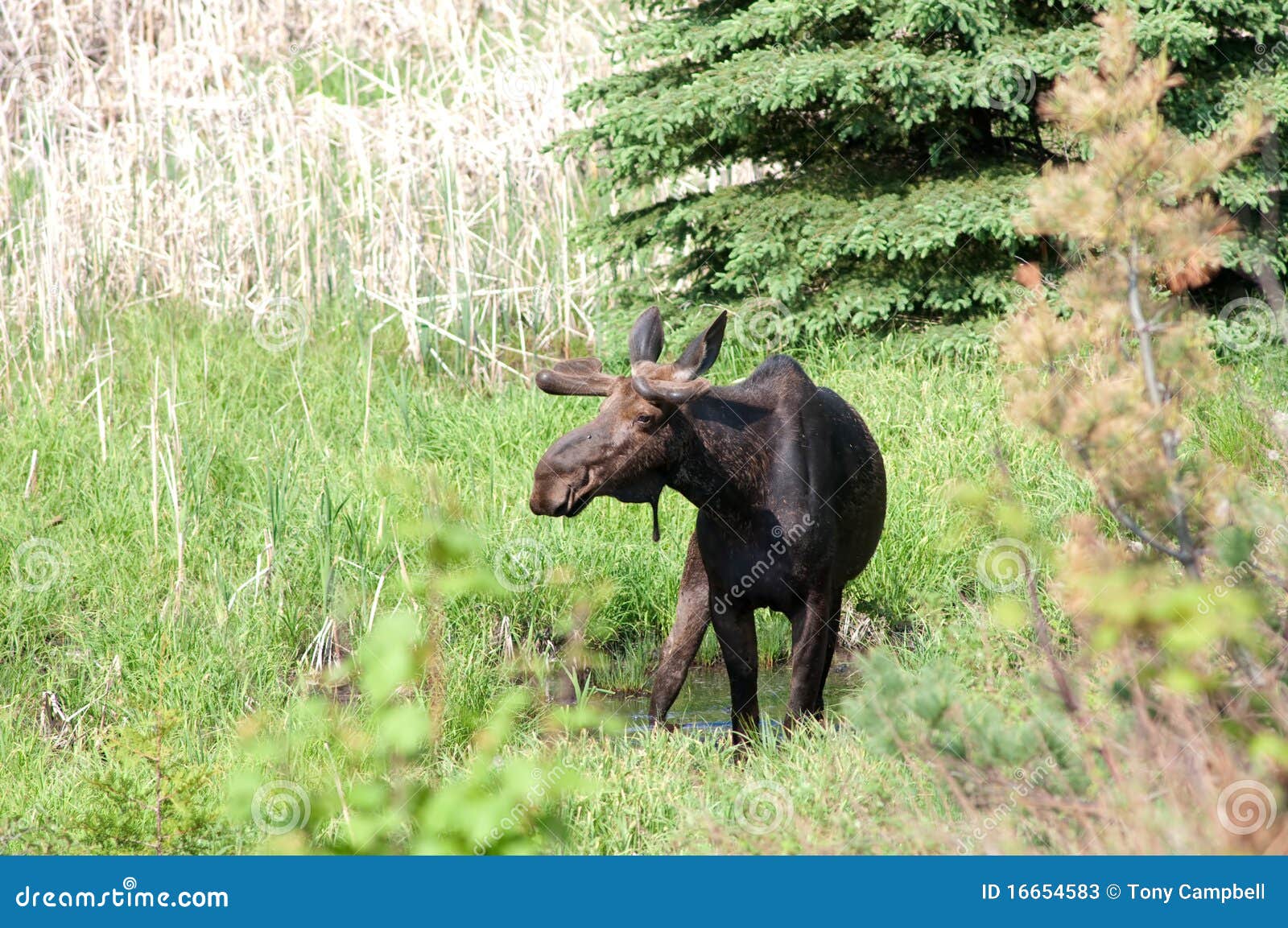 Bull moose in spring stock image. Image of outdoors, algonquin - 16654583