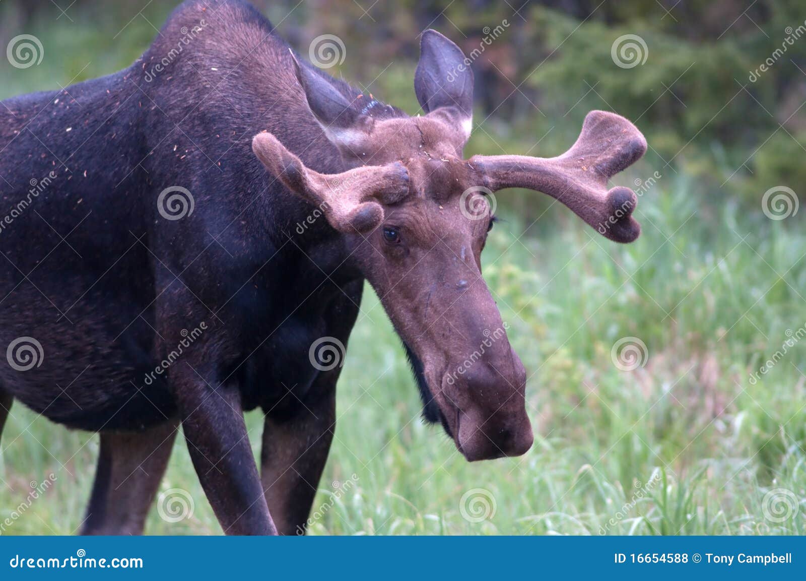 Bull moose in spring stock photo. Image of wildlife, grass - 16654588