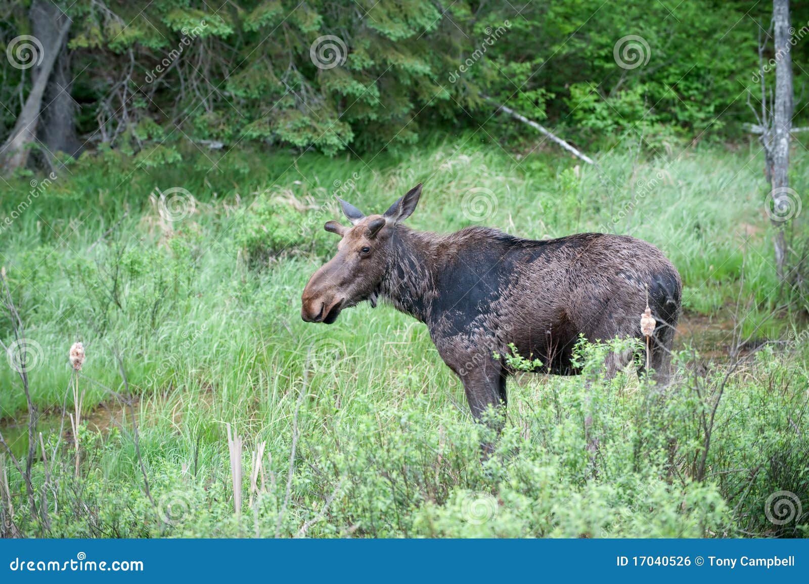 Bull moose in spring stock photo. Image of nature, canada - 17040526