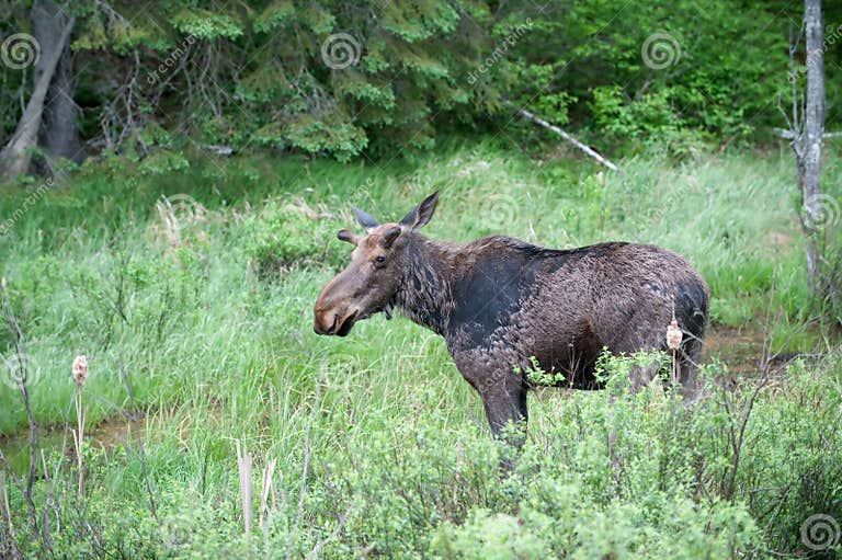 Bull moose in spring stock photo. Image of nature, canada - 17040526
