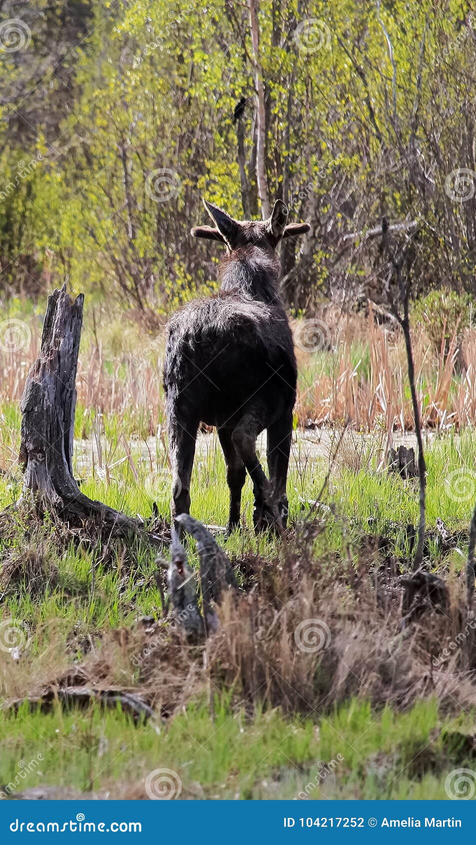 A Bull Moose in Spring Walking Back into the Forest Stock Photo - Image ...