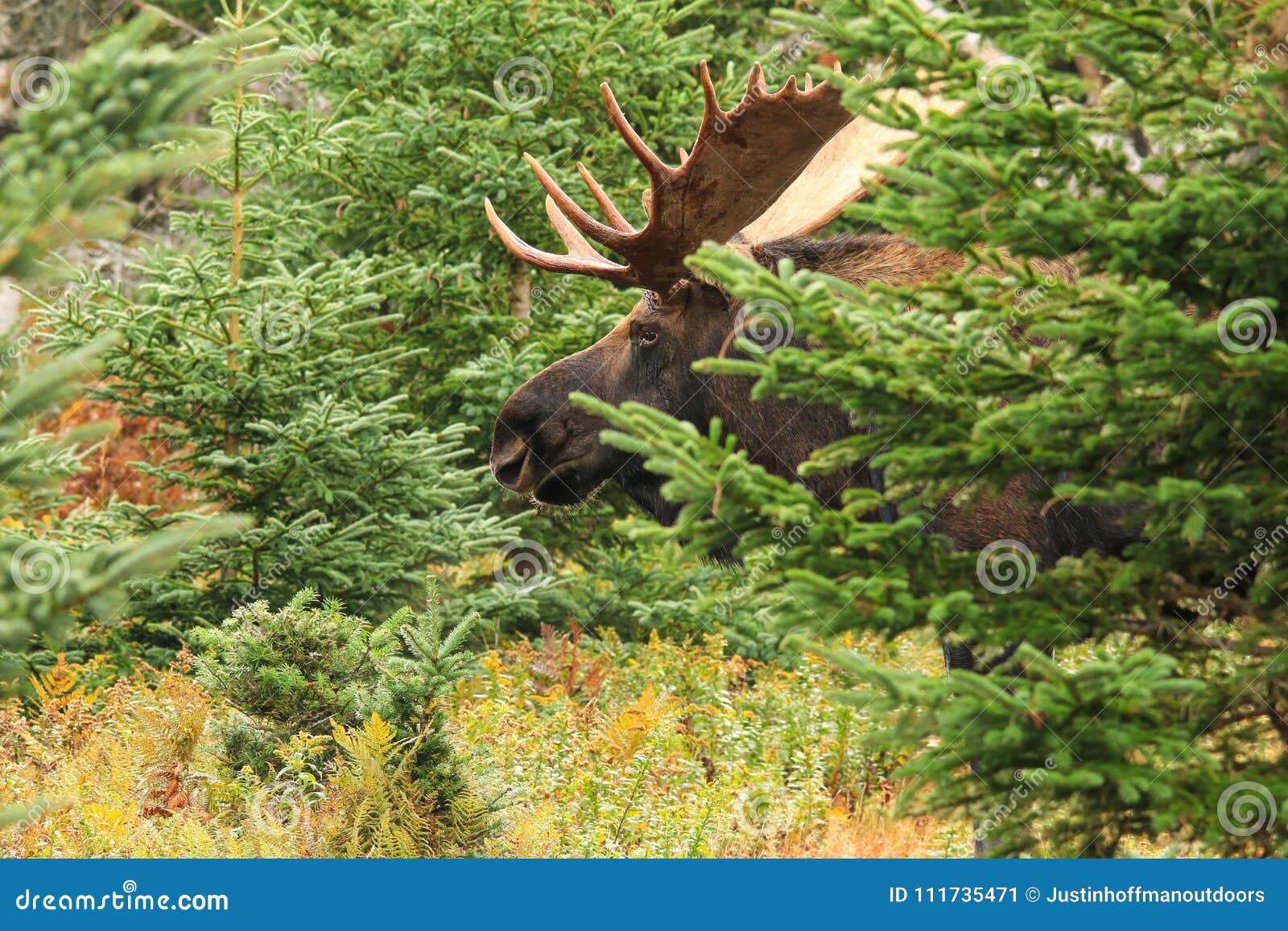 Bull Moose Standing in Field with Trees Stock Image - Image of scotia ...