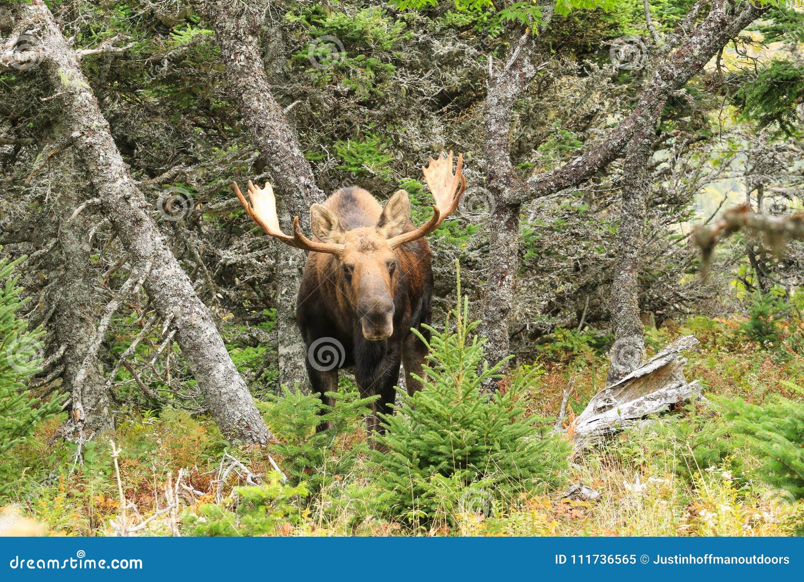 Bull Moose Standing In Field With Trees Royalty-Free Stock Photography ...