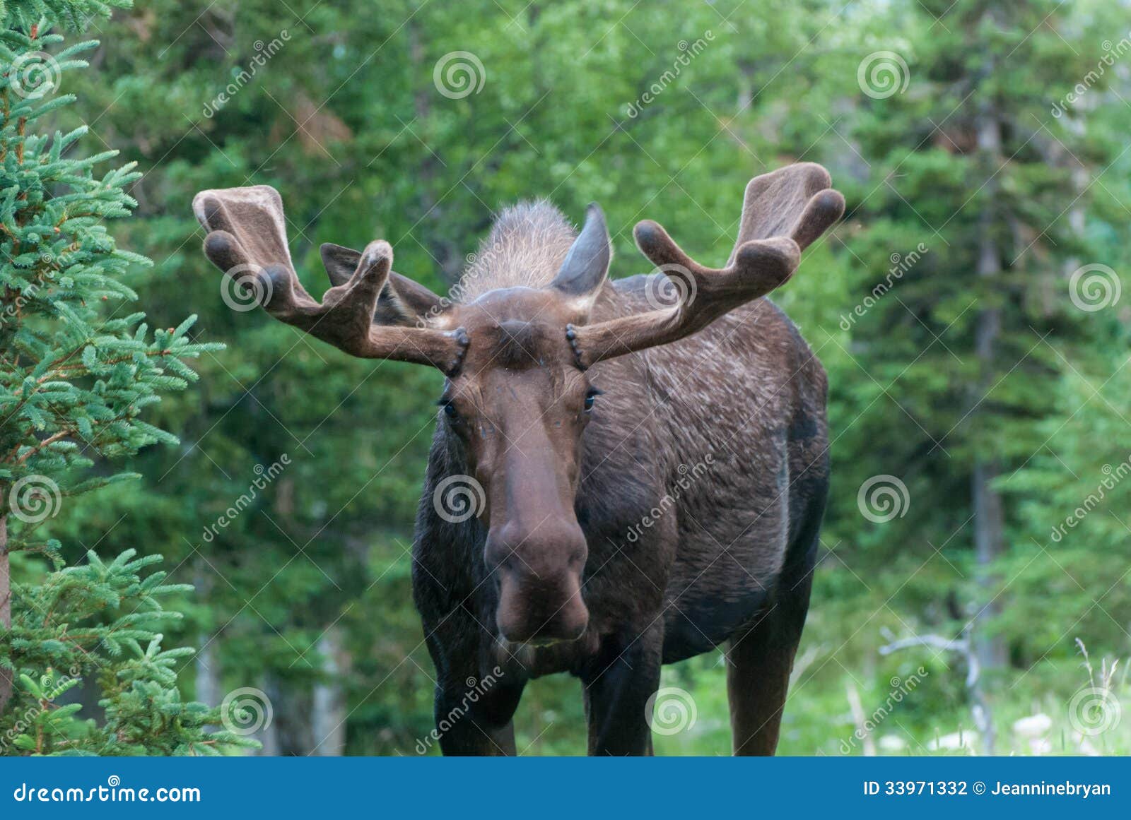 Bull Moose stock photo. Image of details, stood, forest - 33971332