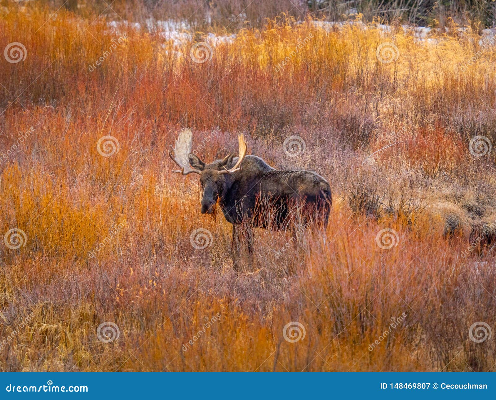 Bull Moose in State Forest State Park, Colorado Stock Image - Image of ...
