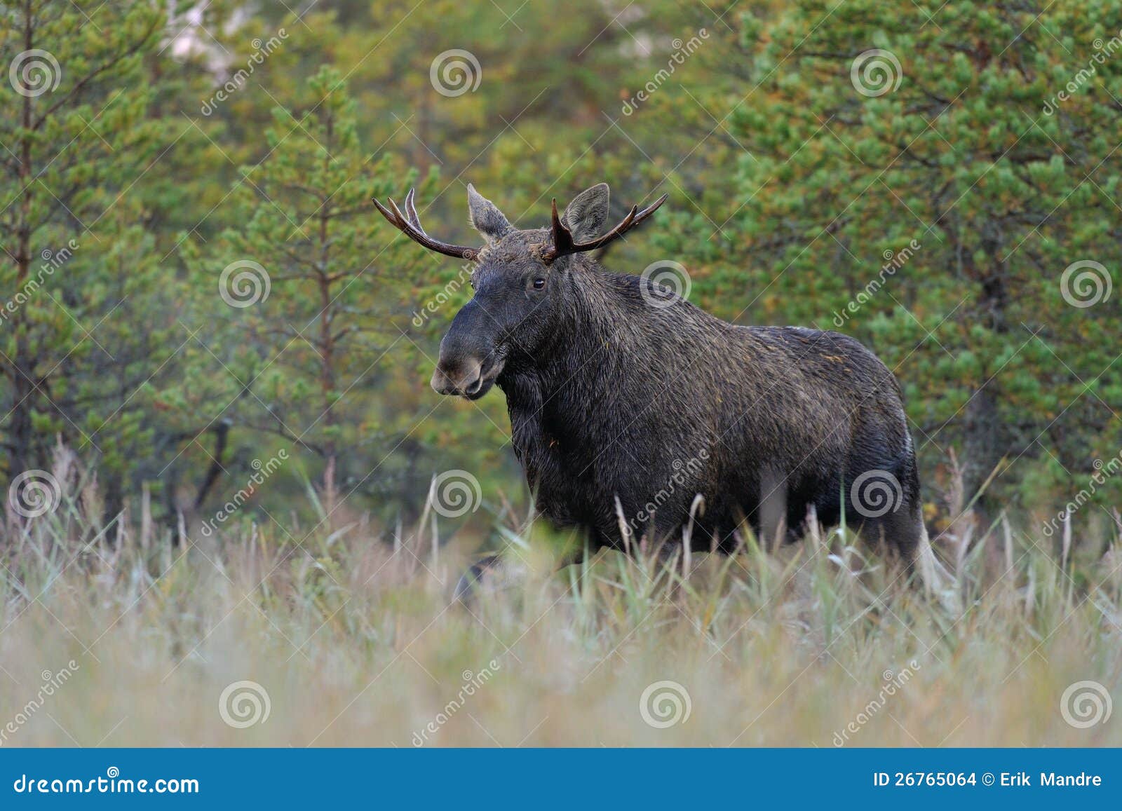 Bull Moose in the swamp stock photo. Image of morning - 26765064