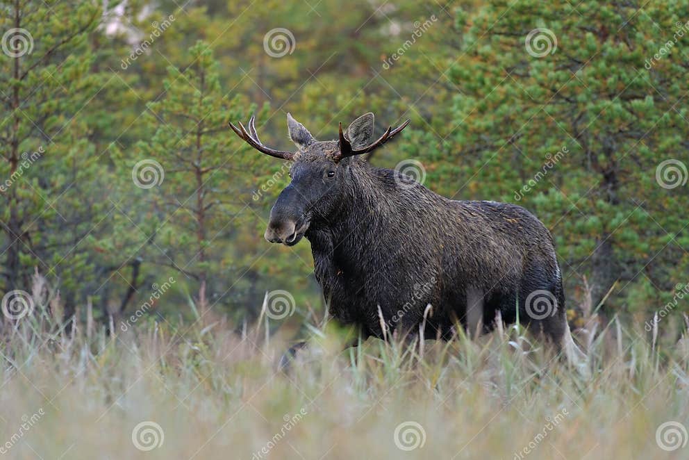 Bull Moose in the swamp stock photo. Image of morning - 26765064