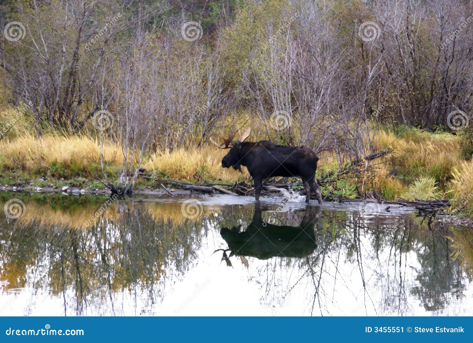 Bull moose in swamp stock image. Image of lake, autumn - 3455551