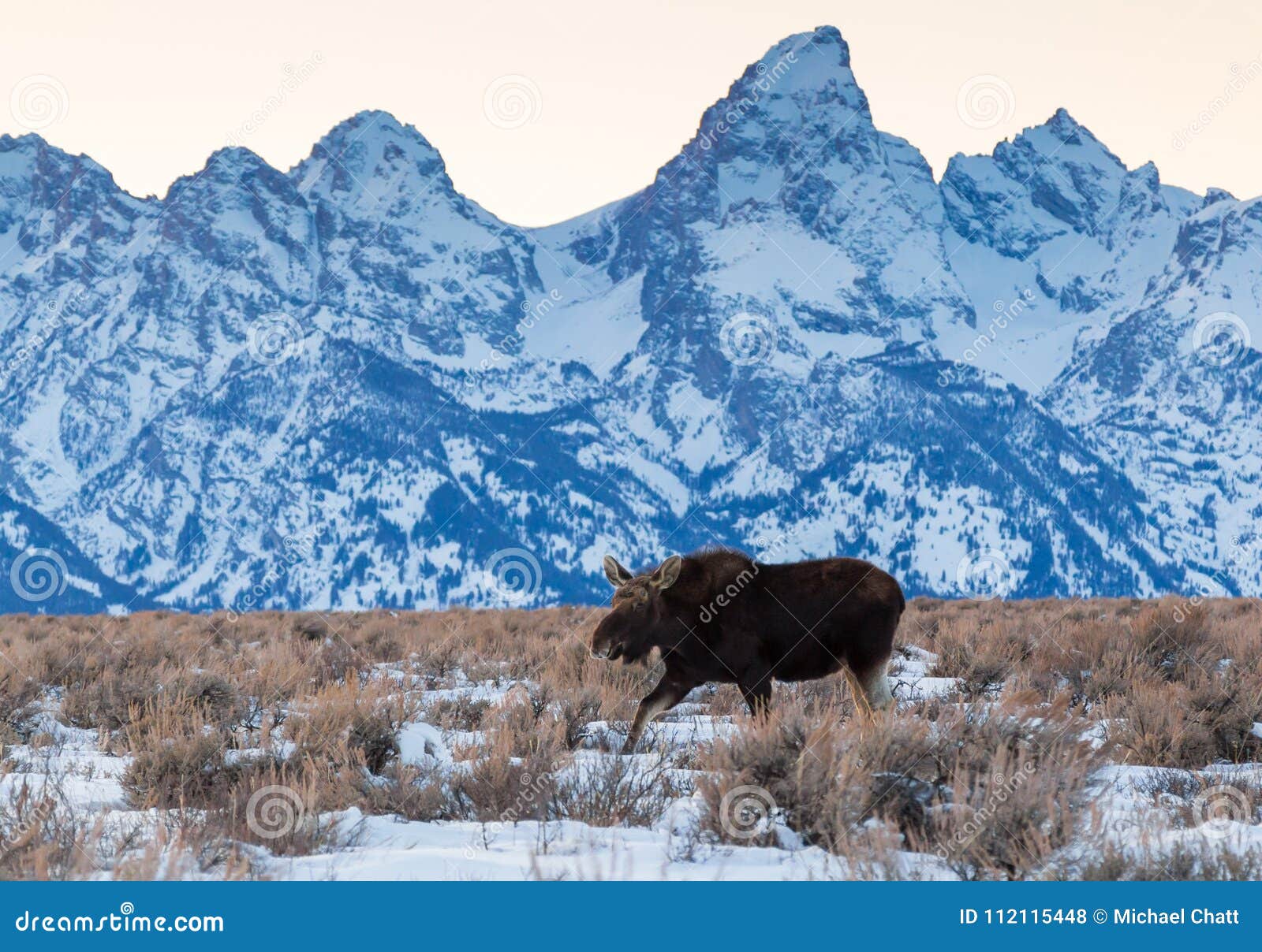 Bull Moose with Tetons stock photo. Image of moose, park - 112115448