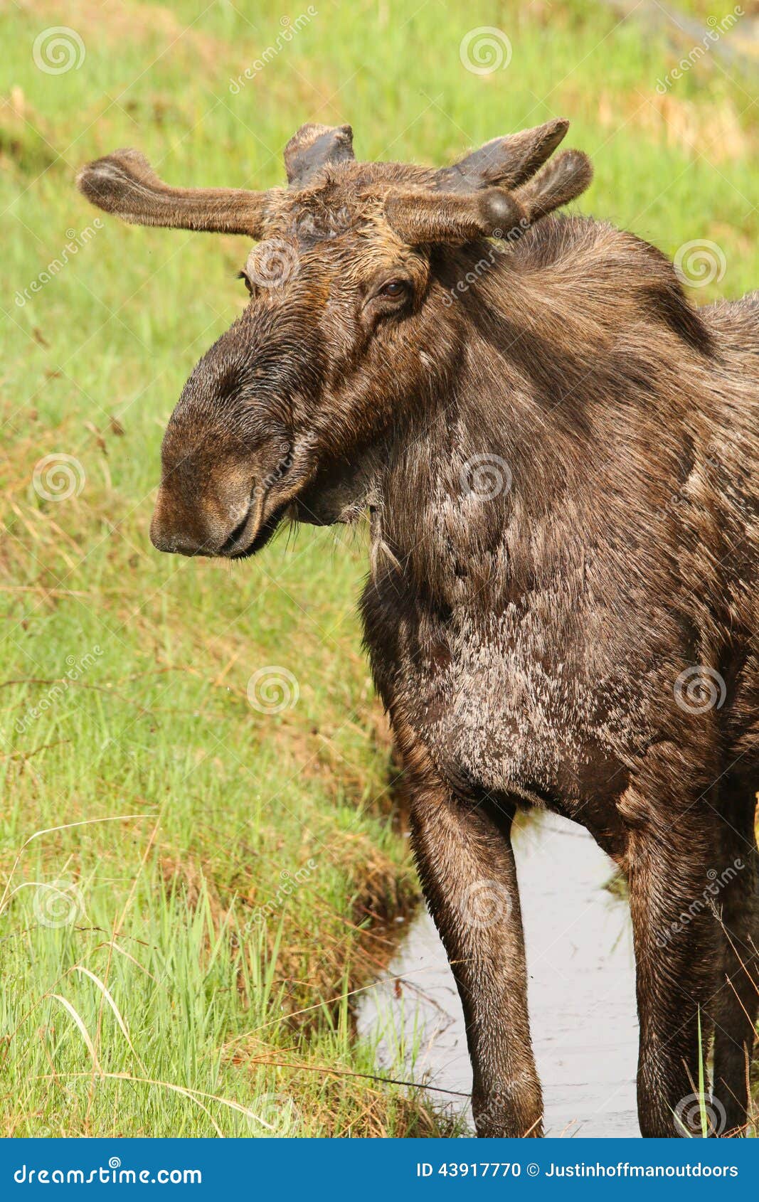 Bull Moose in Velvet stock photo. Image of mammal, meadow - 43917770
