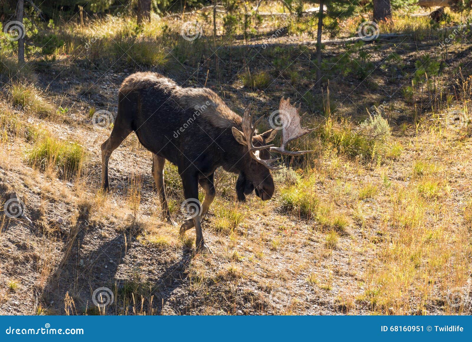 Bull Moose Walking stock image. Image of animal, nature - 68160951