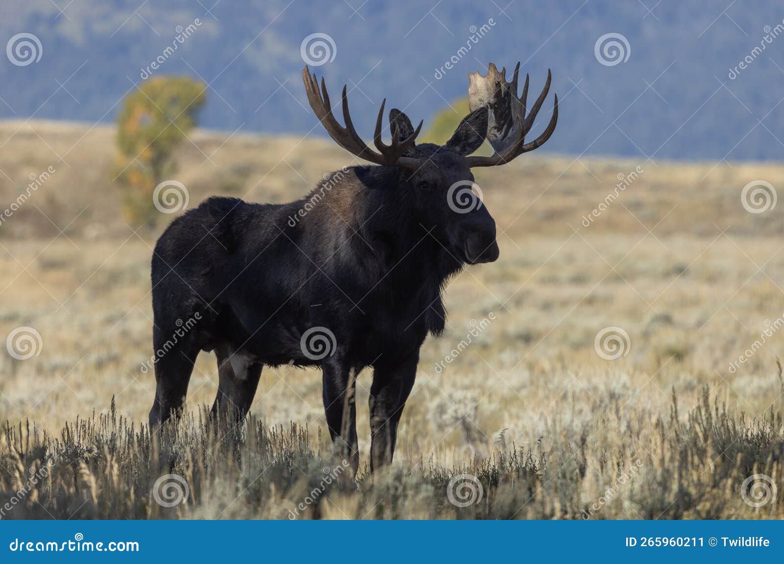 Bull Moose in Wyoming in Autumn Stock Image - Image of bull, wyoming ...