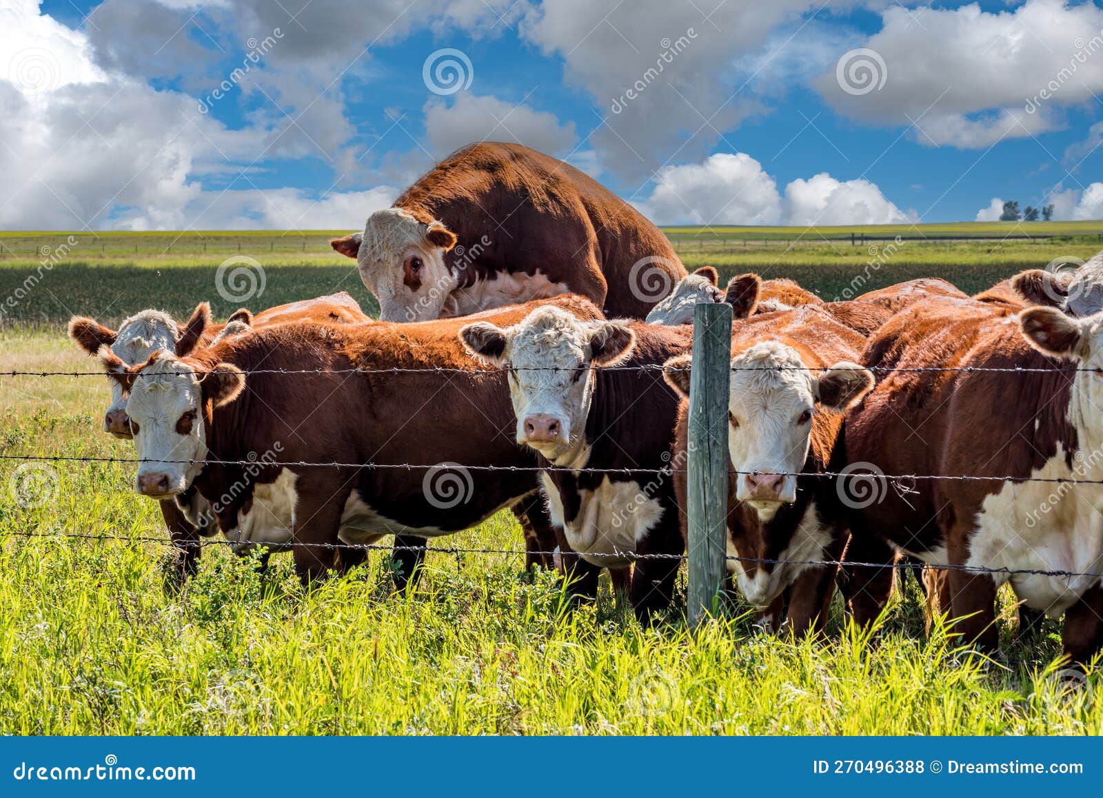 A Bull Mounted on a Cow Impregnating Her in a Pasture Stock Photo ...